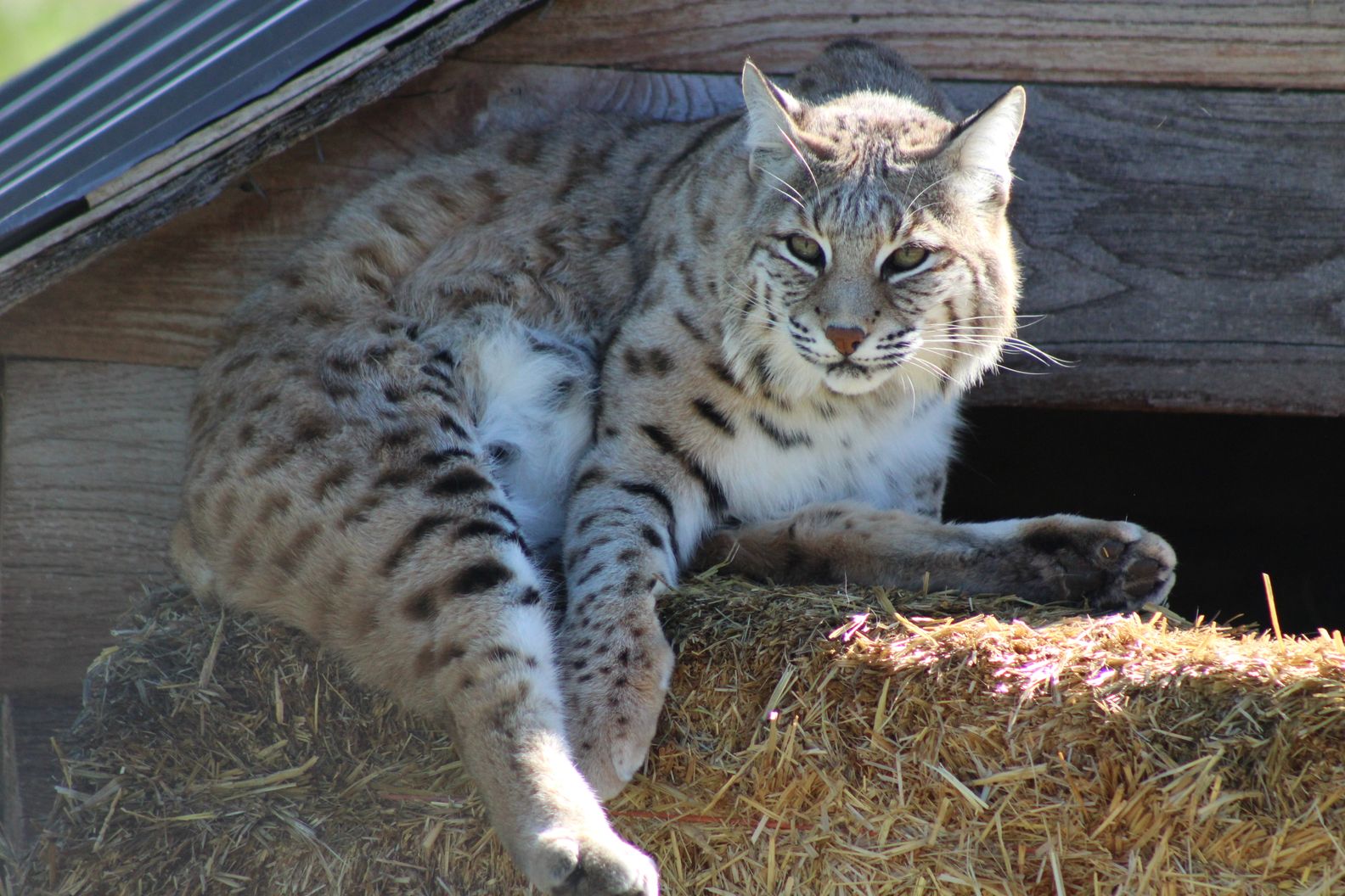 Wild Life Conservation Strategies for a Greener Tomorrow