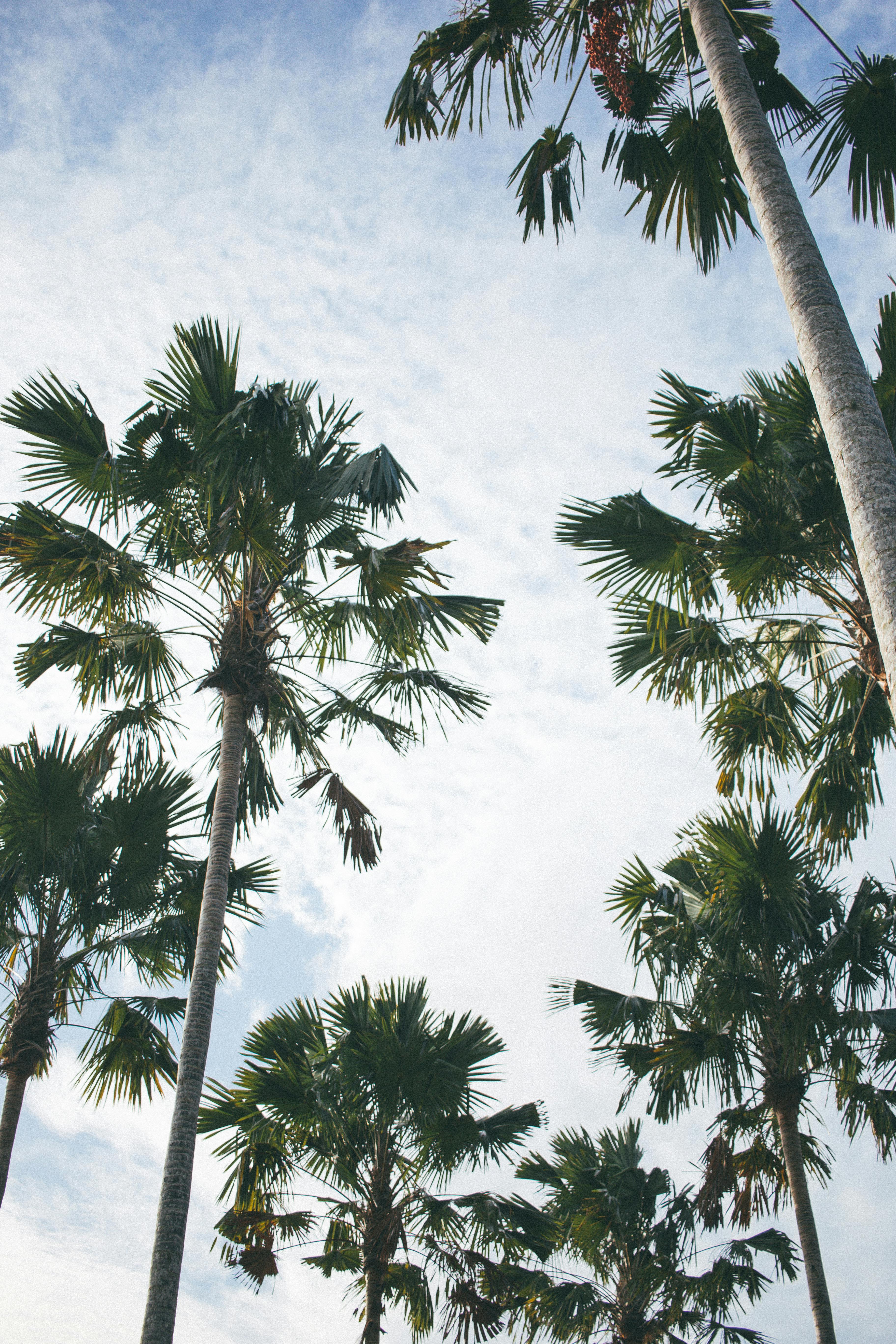 Low angle Shot of Tall Palm Trees · Free Stock Photo
