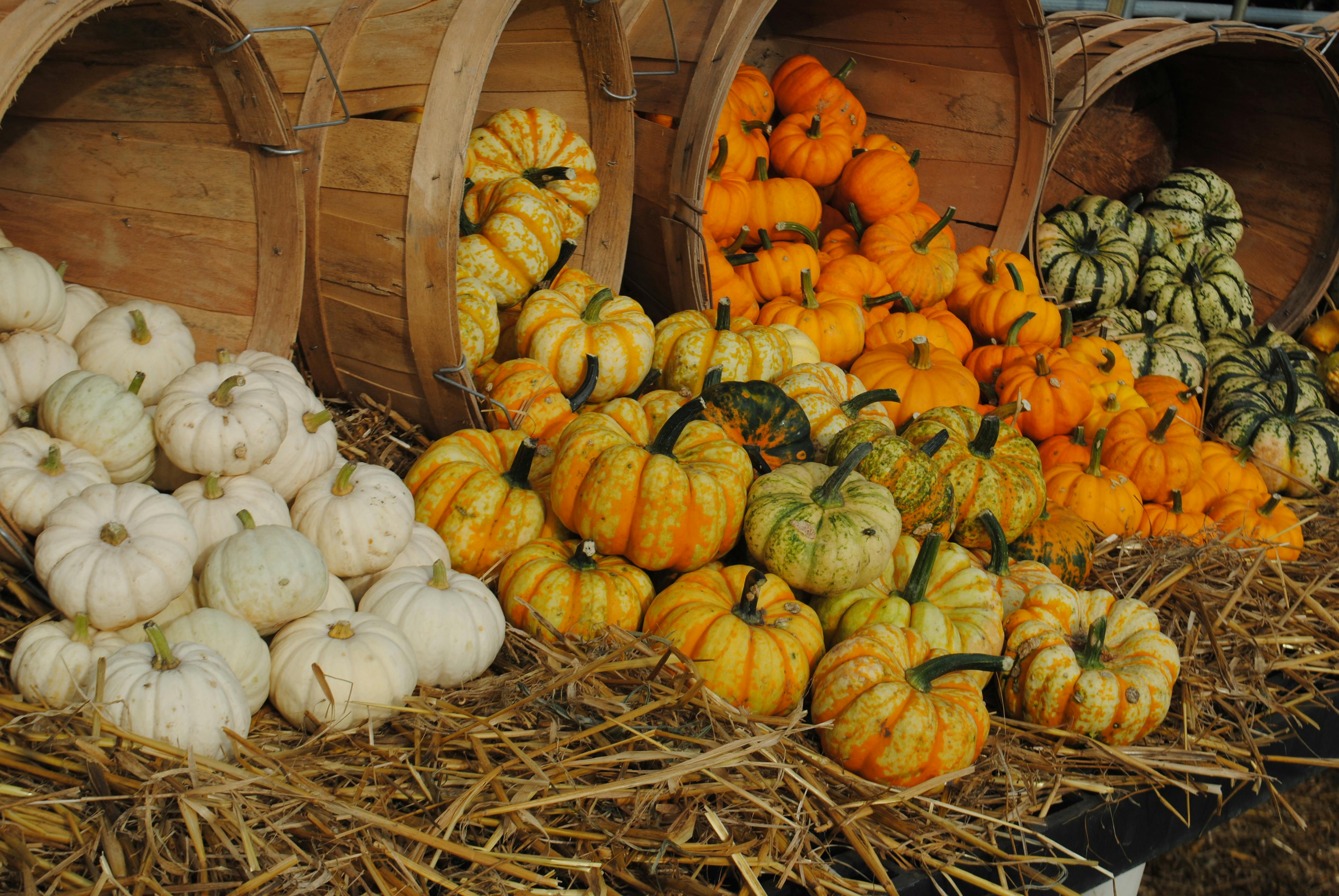 White And Orange Pumpkins On Table · Free Stock Photo