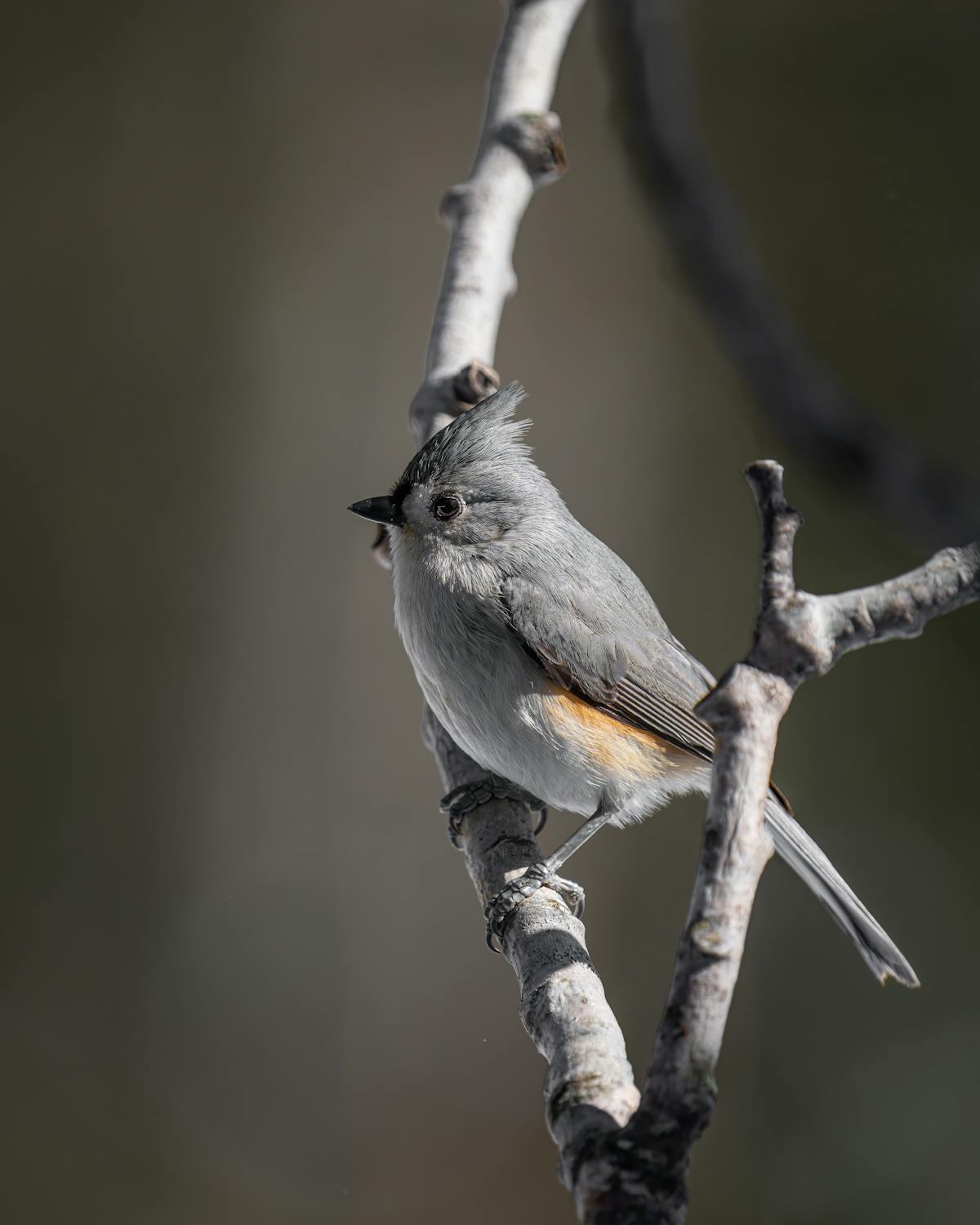 Tufted Titmouse Photos, Download The BEST Free Tufted Titmouse Stock ...