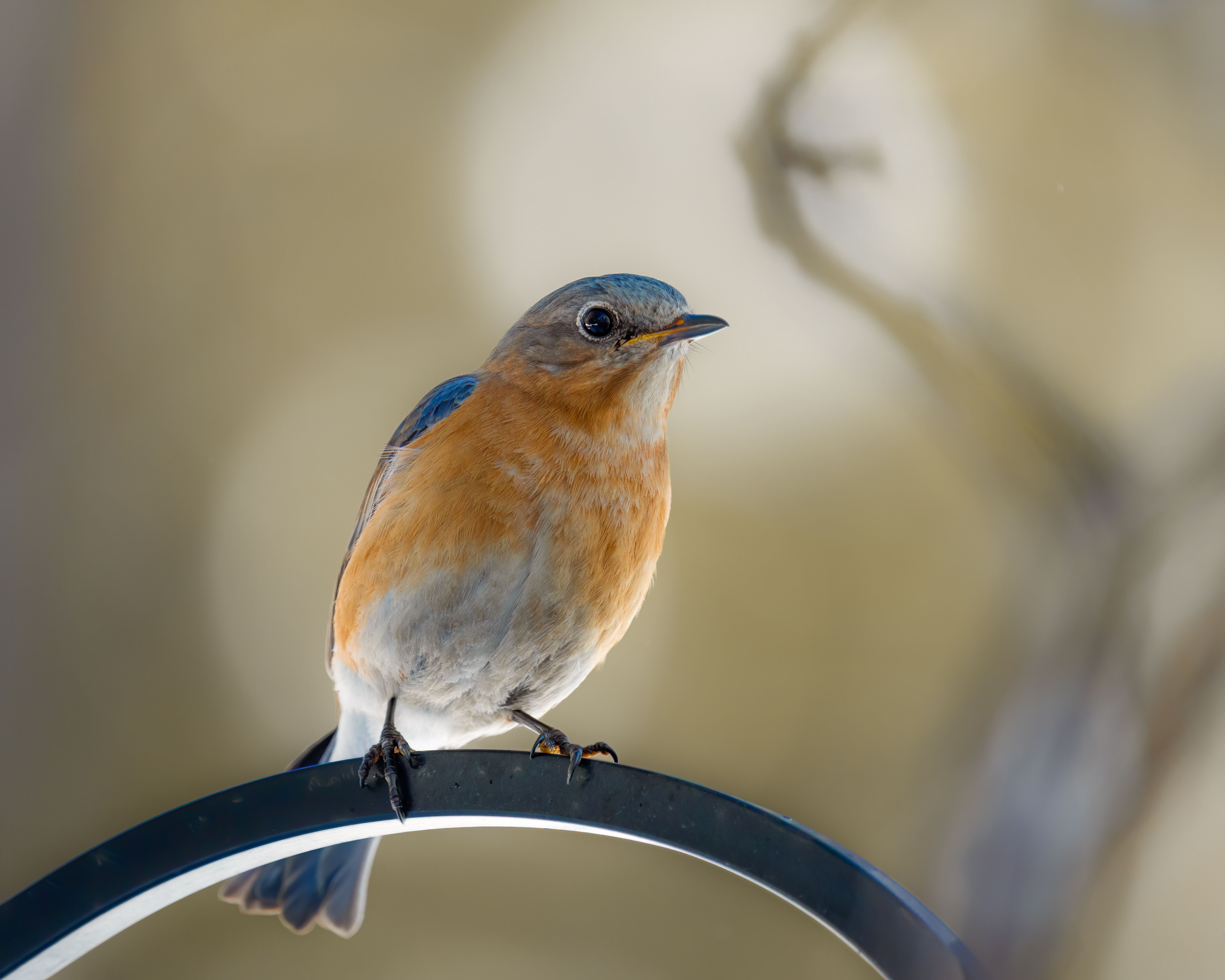 Close-up of a Bluebird · Free Stock Photo