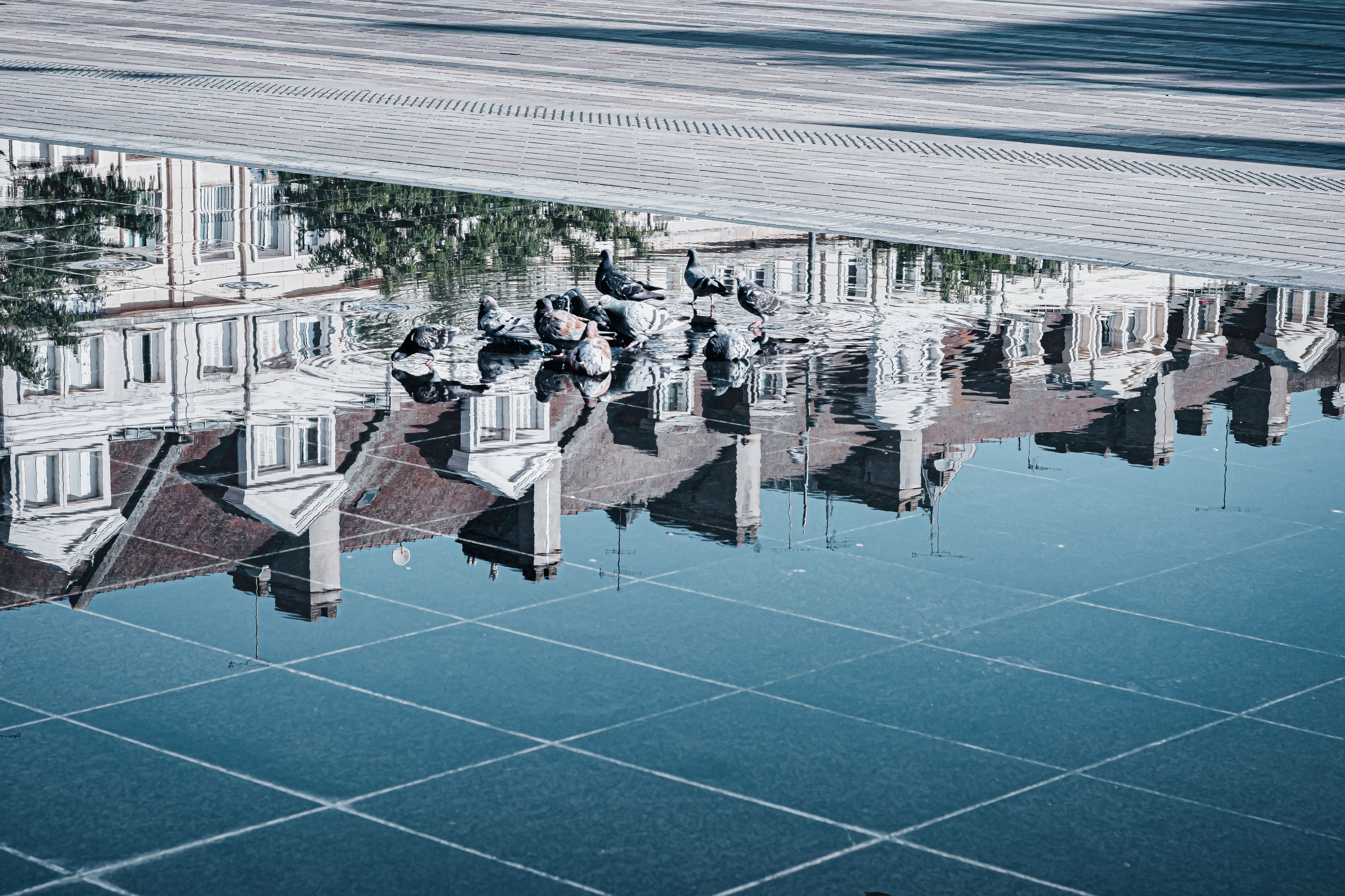 Reflection of a Building in a Puddle on the Sidewalk · Free Stock Photo