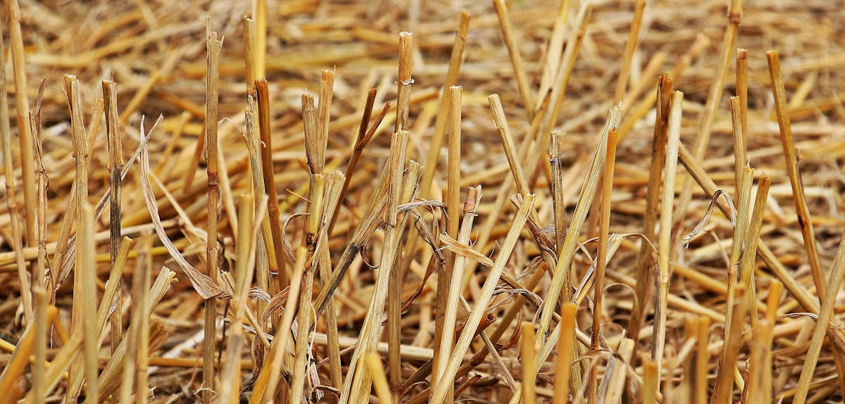 Straw Photos, Download The BEST Free Straw Stock Photos & HD Images