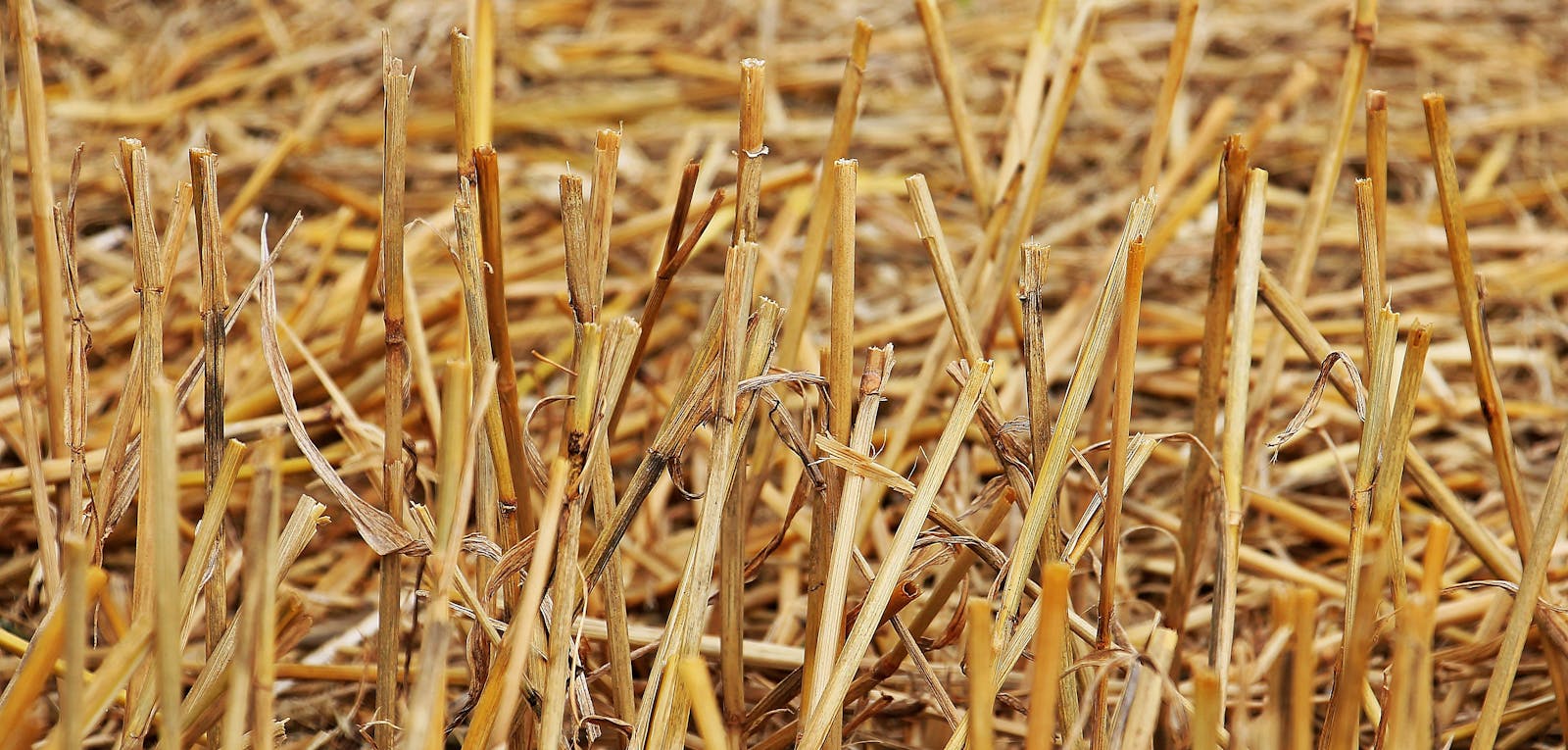 Straw Photos, Download The BEST Free Straw Stock Photos & HD Images