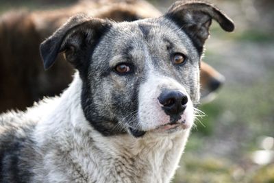 Blue Tick Heeler: Pros, Cons, and Care for First-Time Owners