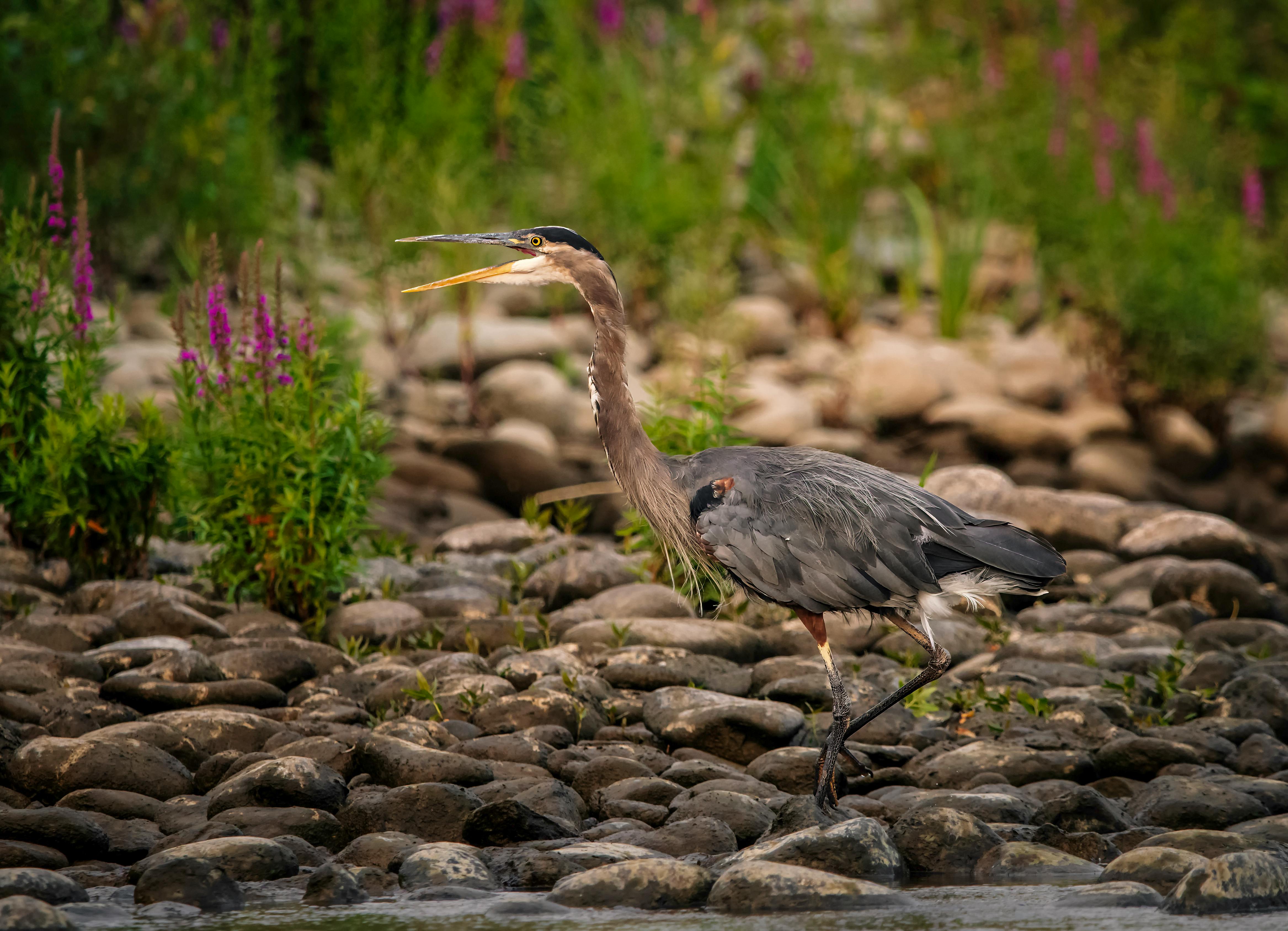 River Animation Photos, Download The BEST Free River Animation Stock ...