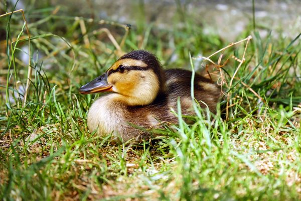 Cute Duck Photos, Download The BEST Free Cute Duck Stock Photos & HD Images