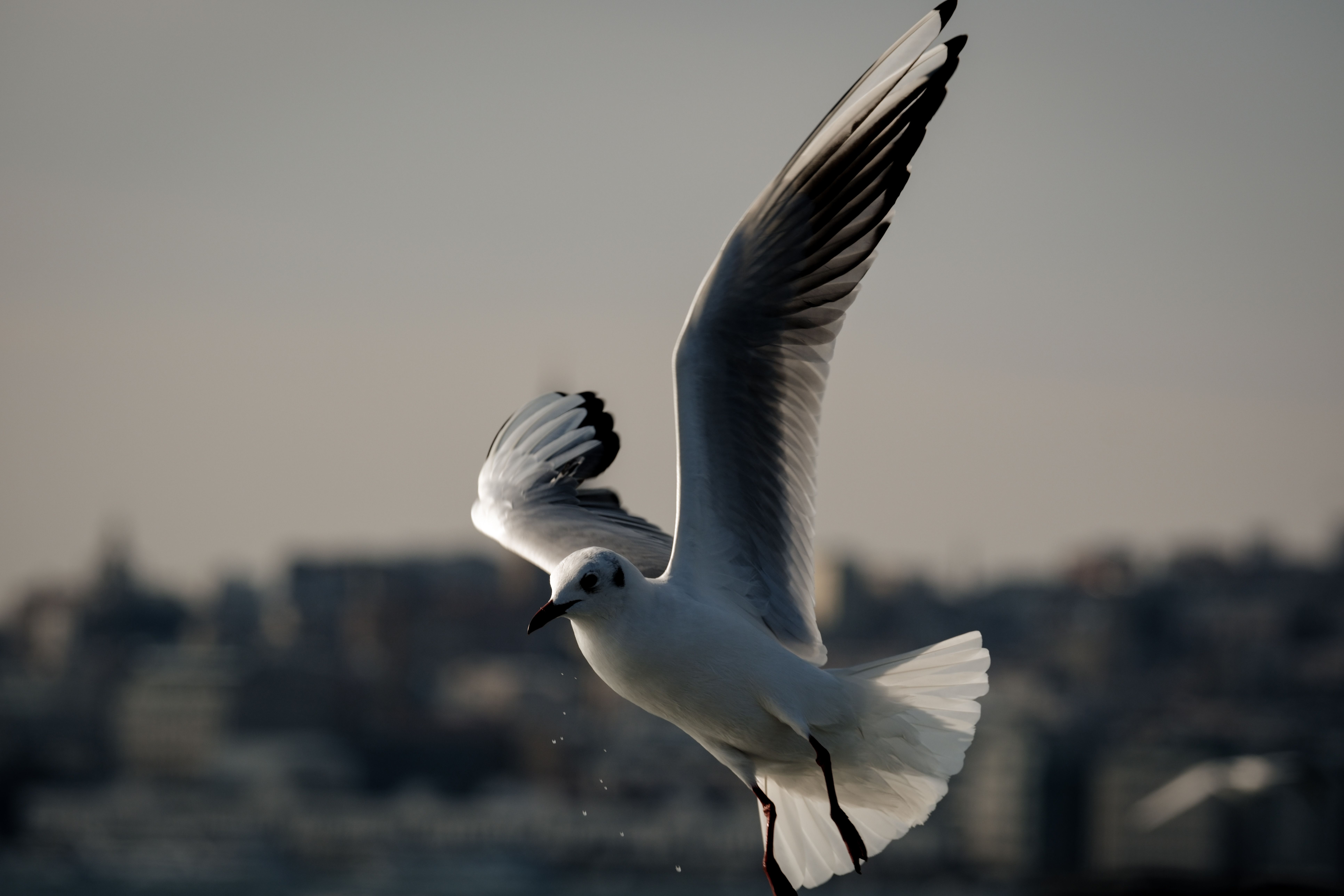 Photo of a Flying Seagull · Free Stock Photo