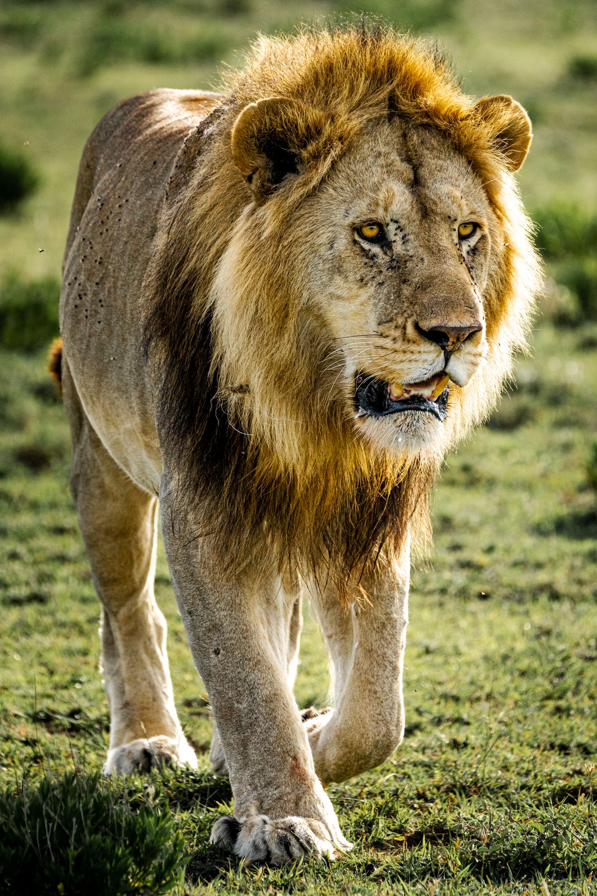 Lion Walking Photos, Download The BEST Free Lion Walking Stock Photos ...