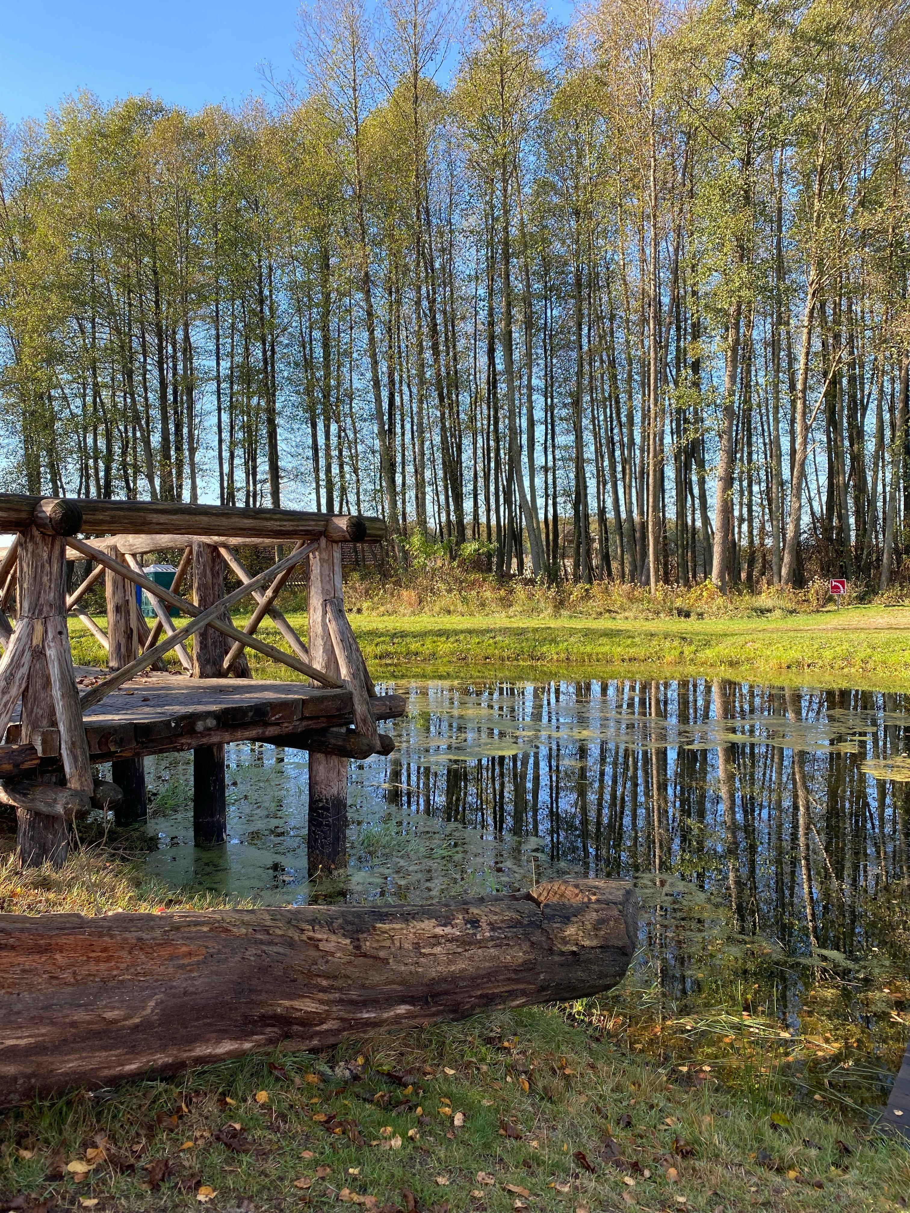 Clear Sky over Marsh · Free Stock Photo