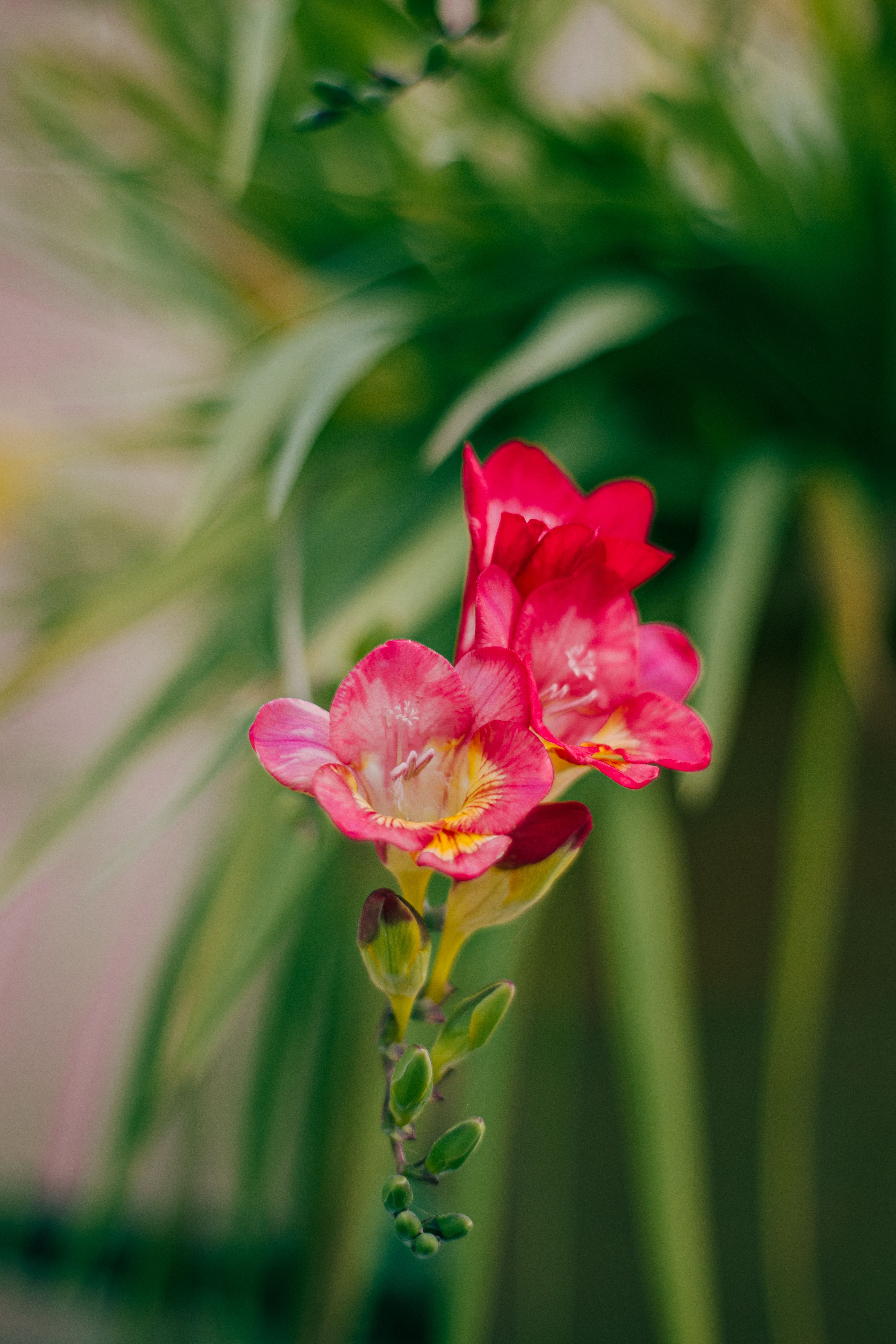 English Freesia Photos, Download The BEST Free English Freesia Stock ...