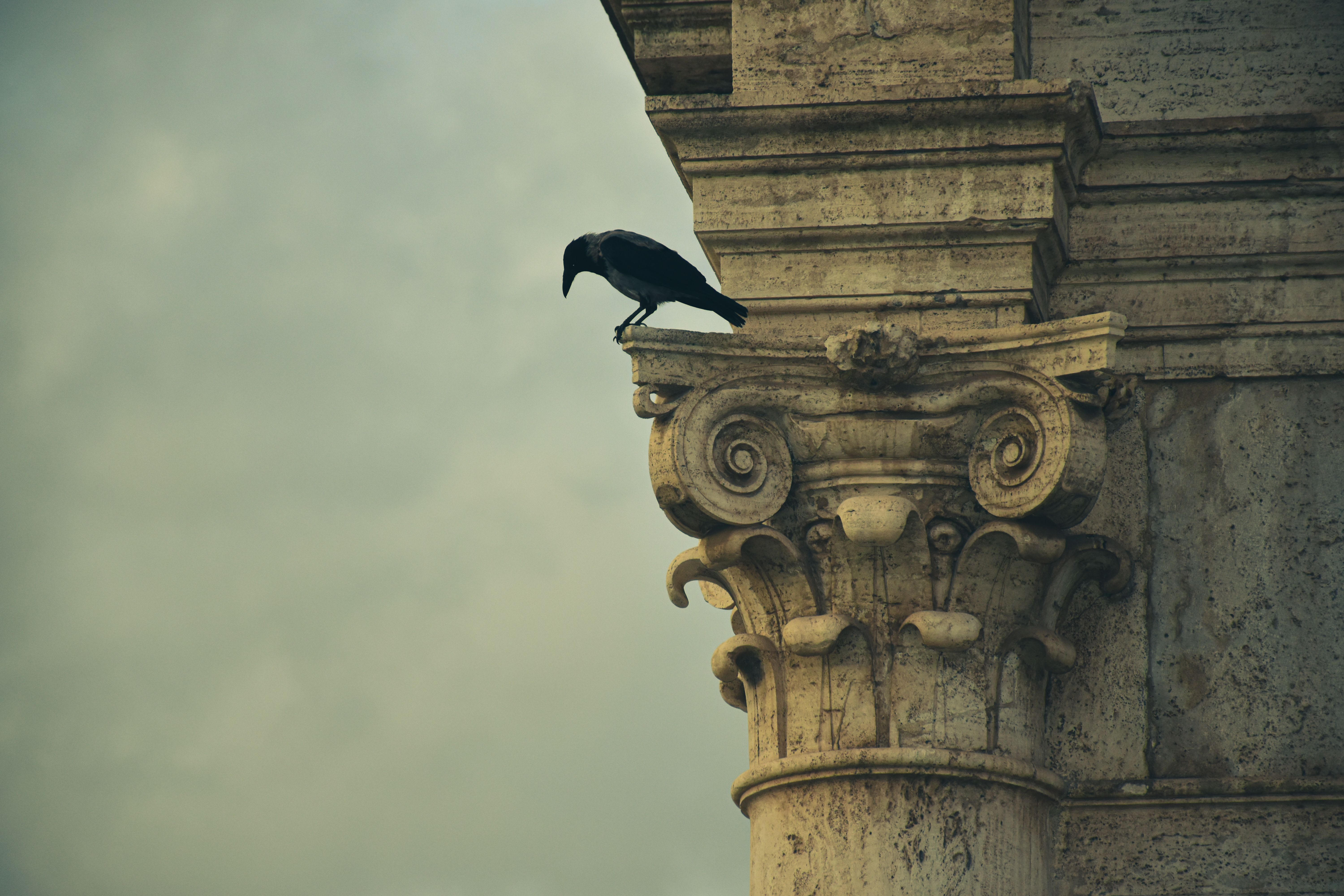 Hooded Crow Perching on Column · Free Stock Photo