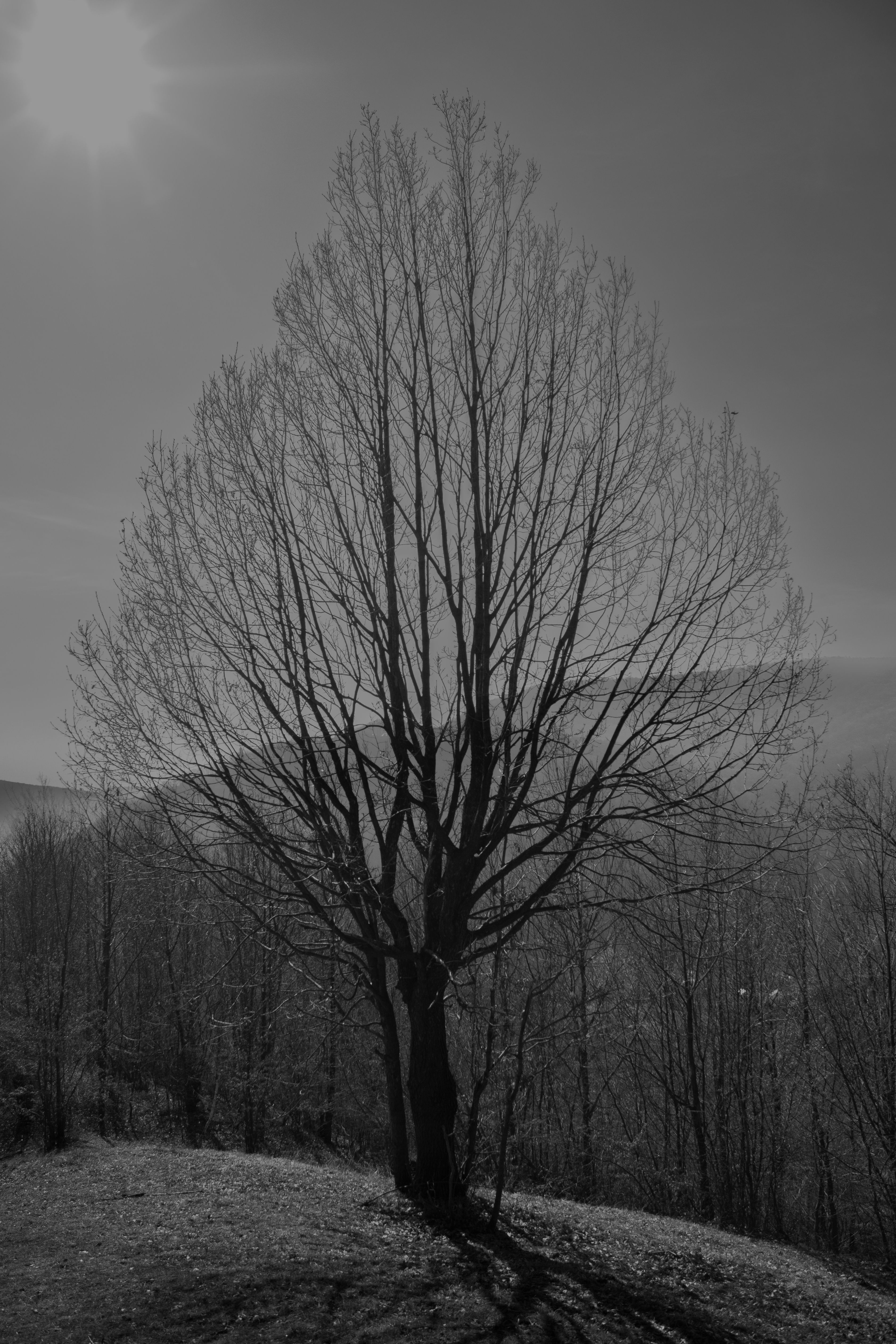 Leafless Tree on Hill · Free Stock Photo