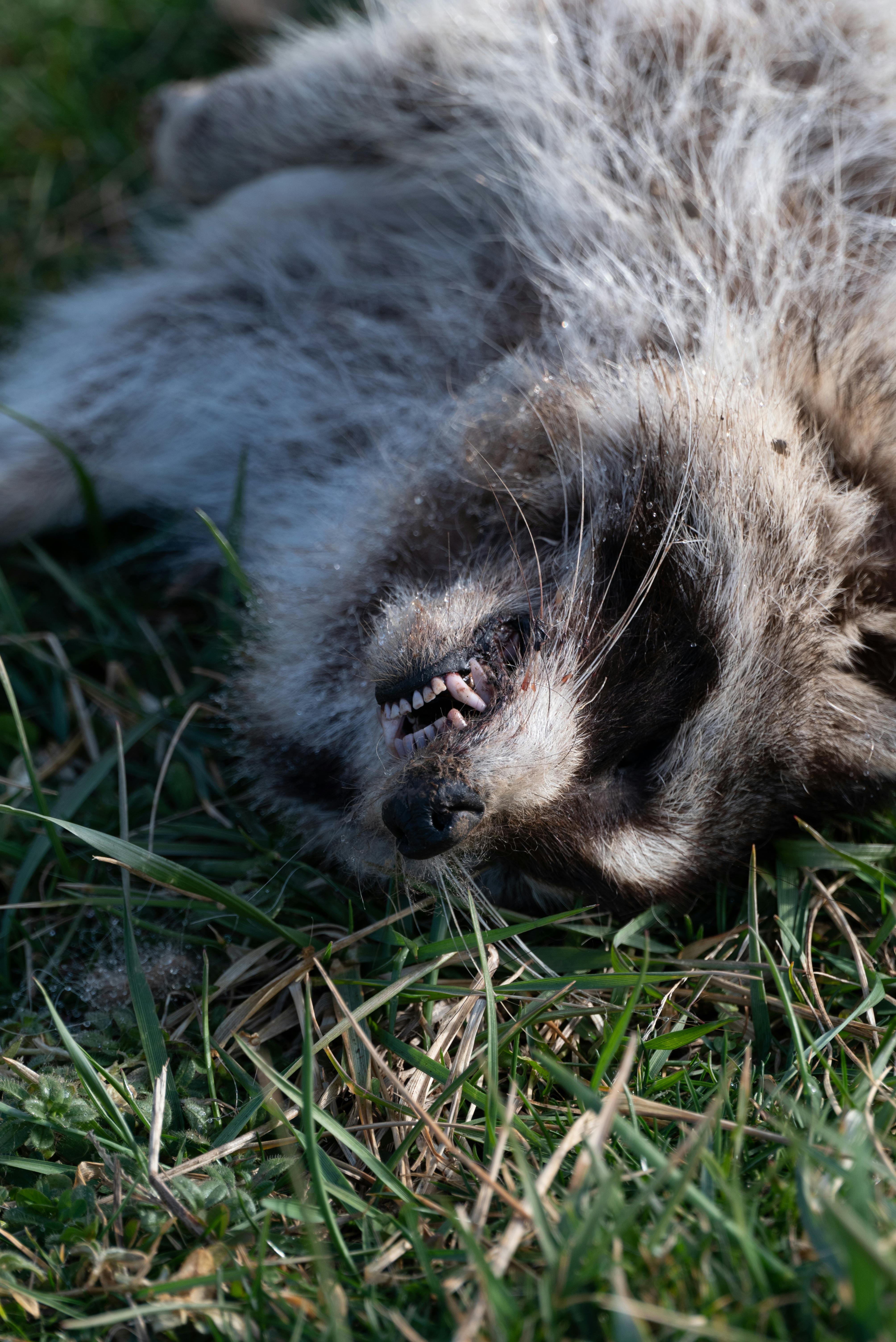 Young Wolves Biting Each Other on Snow · Free Stock Photo