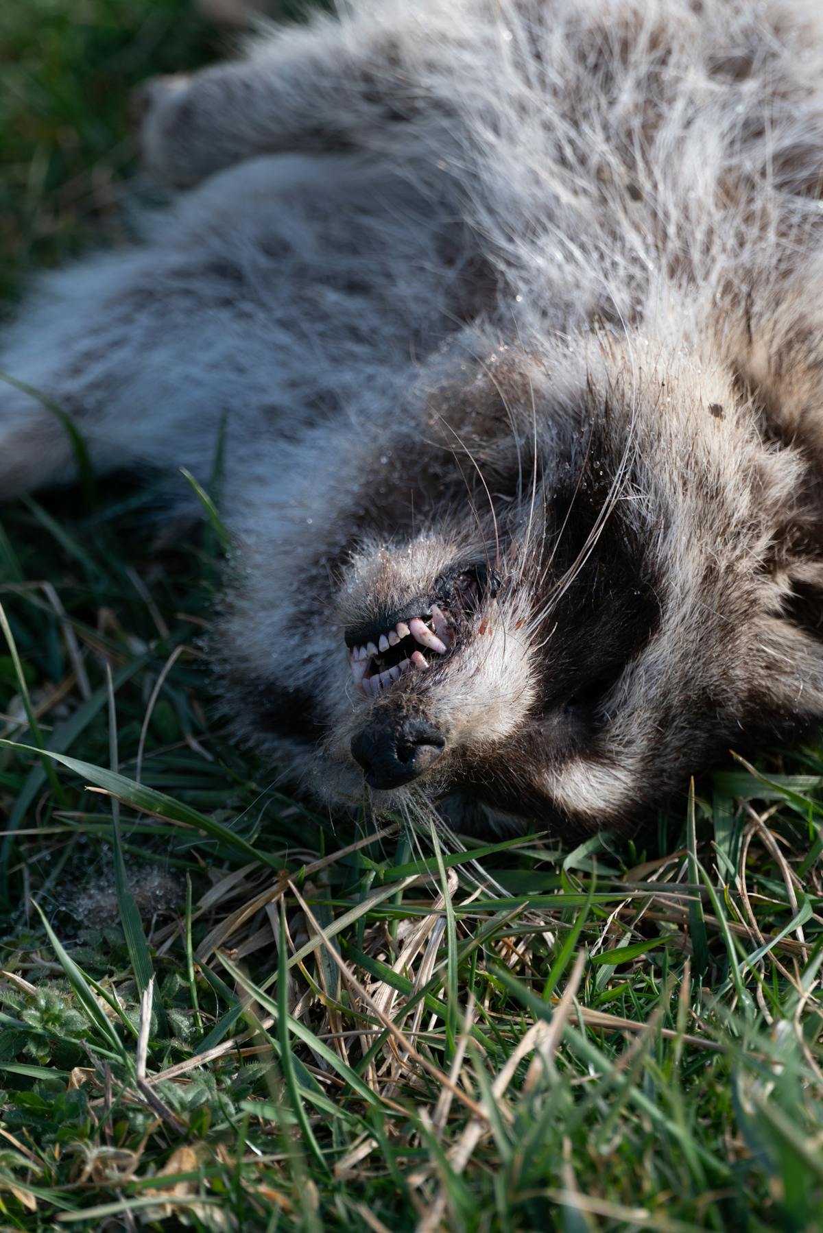 Raccoon Teeth Photos, Download The BEST Free Raccoon Teeth Stock Photos ...