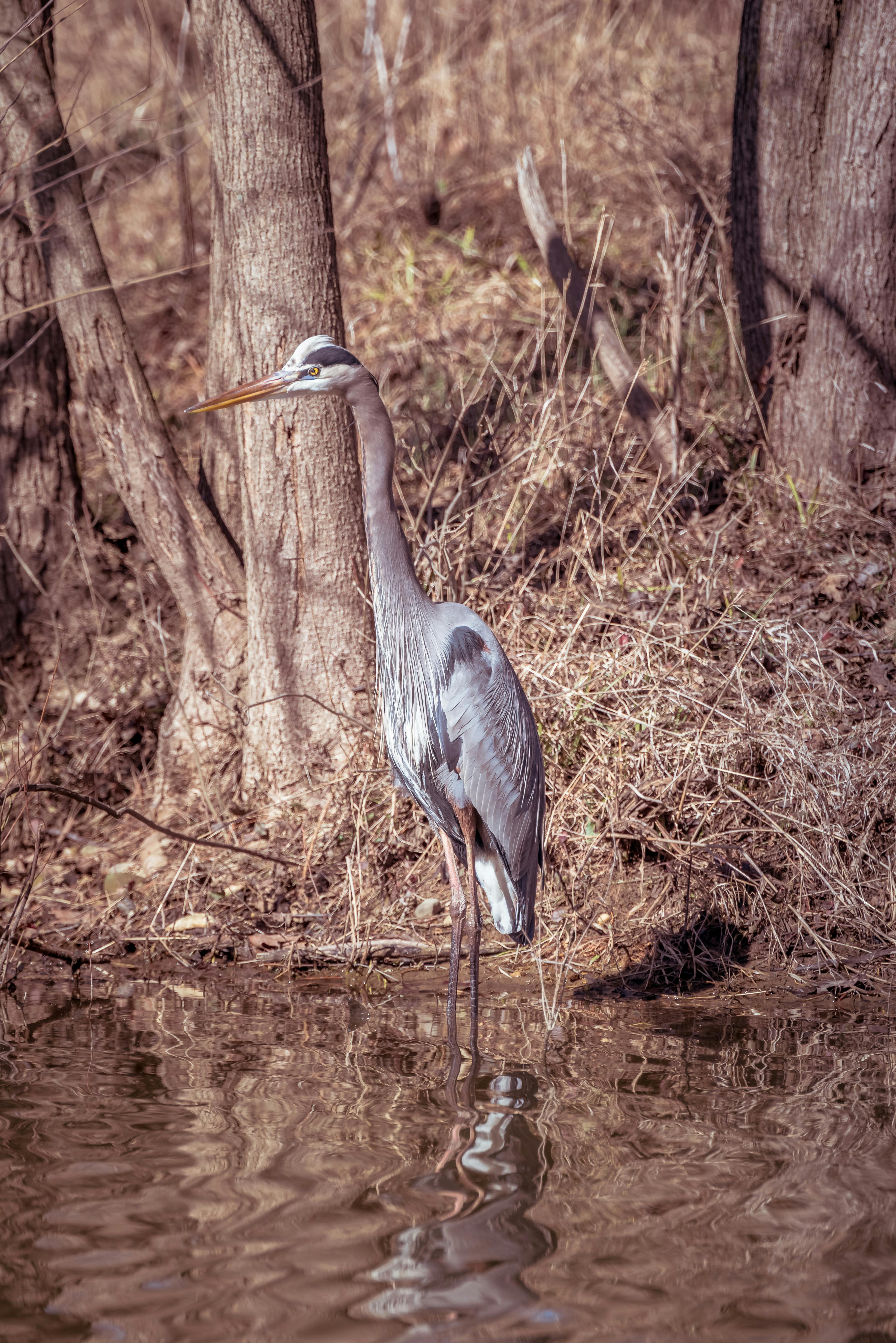 Wildlife Landscape Photos, Download The BEST Free Wildlife Landscape ...