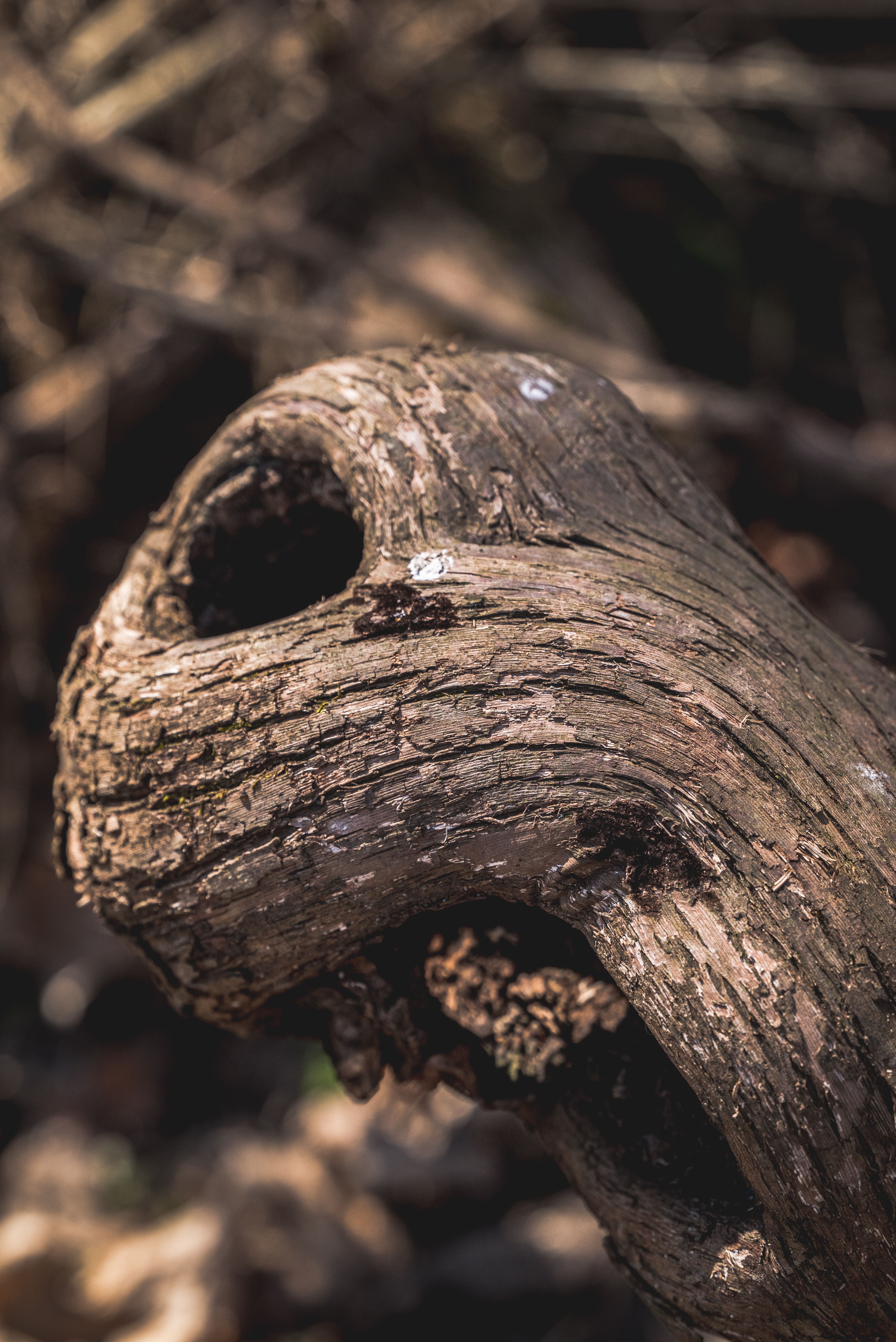 Twisted Dry Tree Trunk · Free Stock Photo