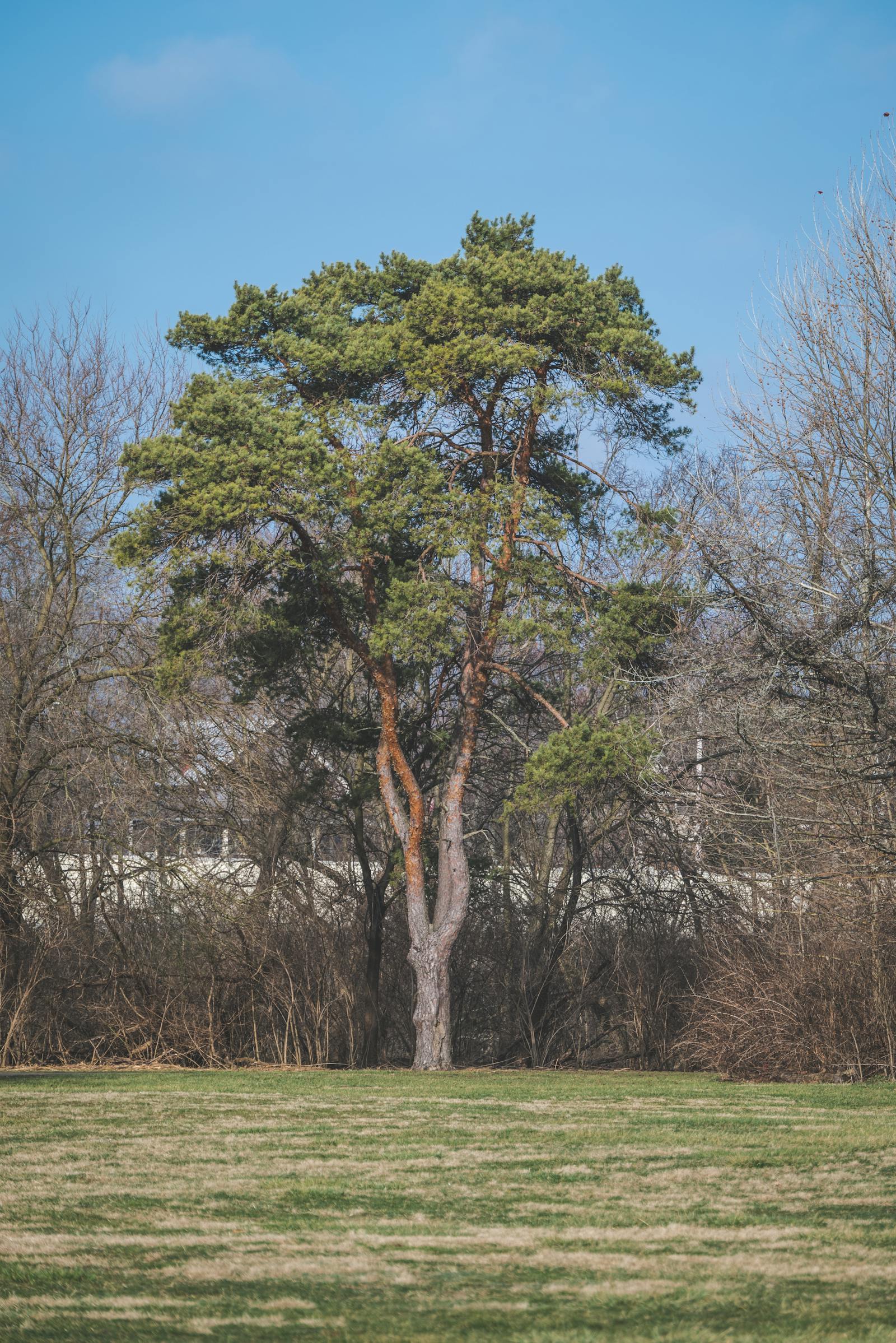 Landscape 1 Big Tree Photos, Download The BEST Free Landscape 1 Big ...