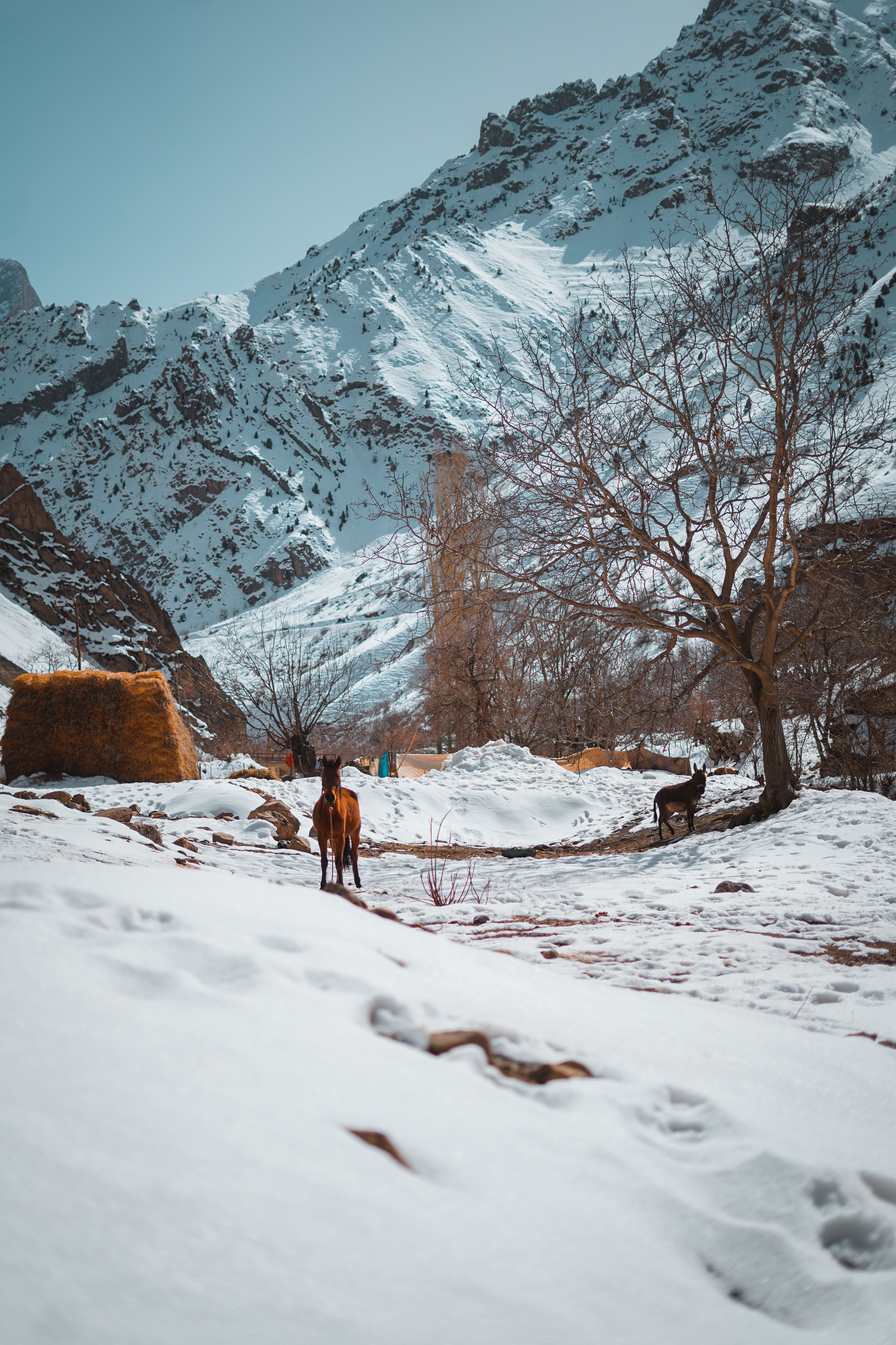 Baring Andes Photos, Download The BEST Free Baring Andes Stock Photos ...