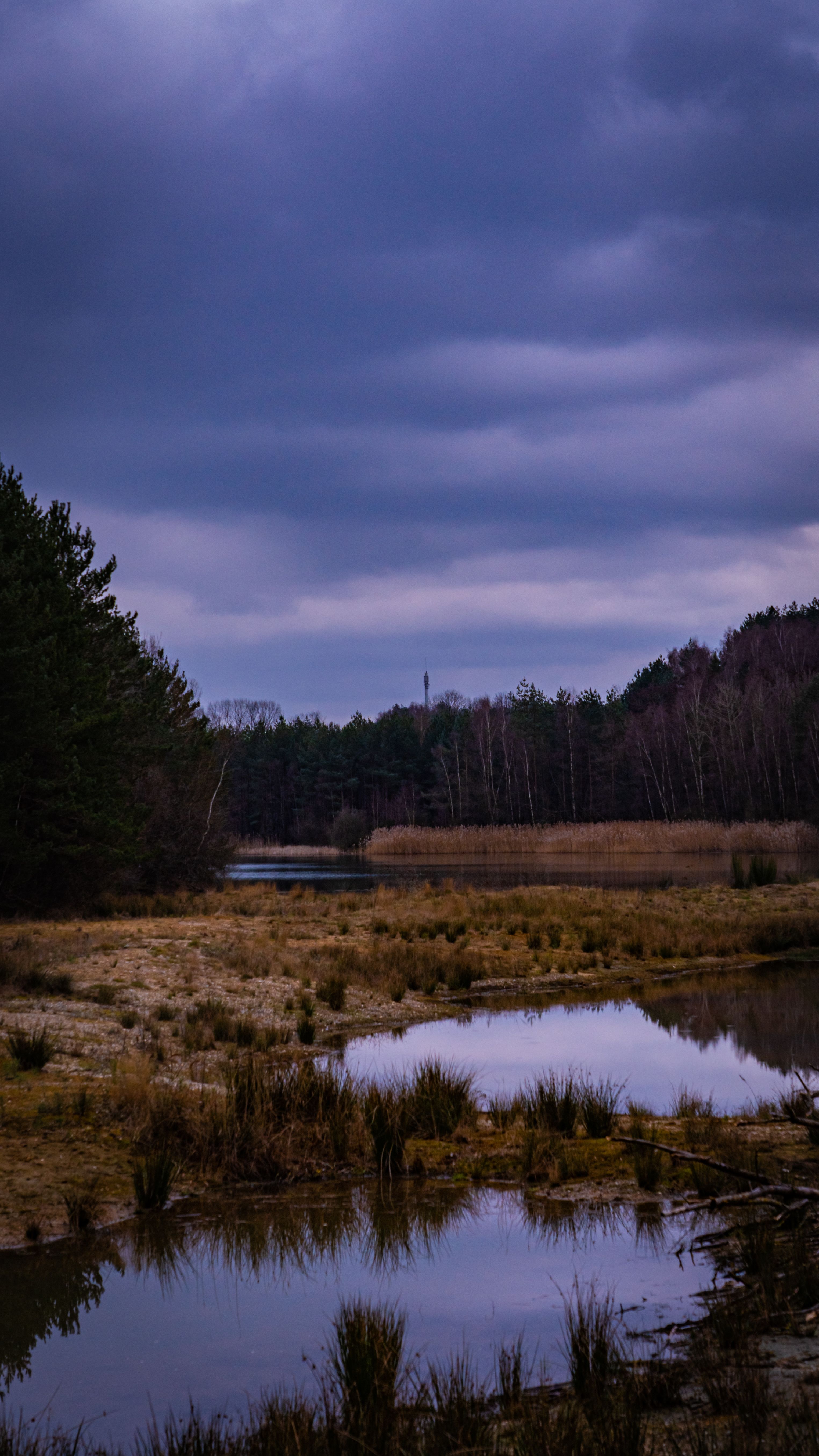 Photo of a Marsh at Dusk · Free Stock Photo