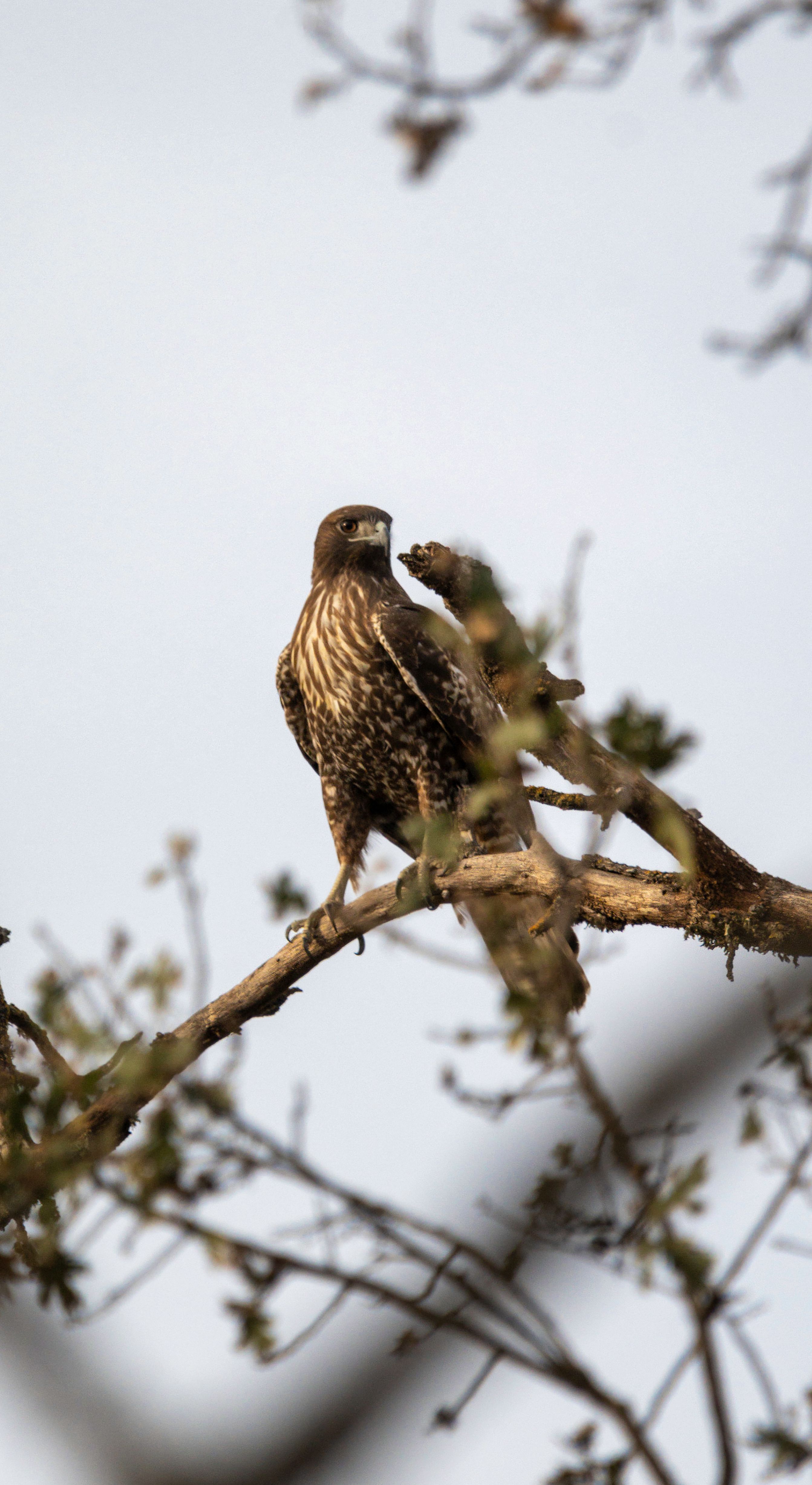 Close-up of a Hawk · Free Stock Photo
