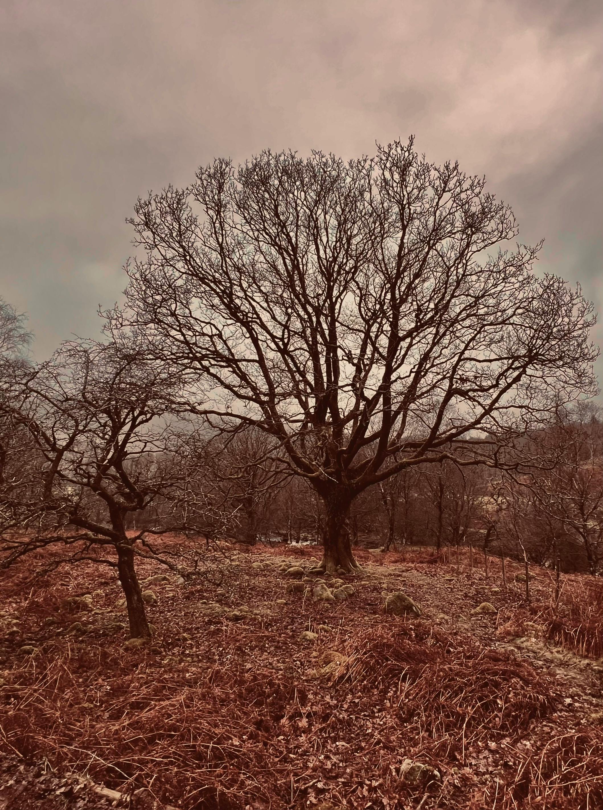 Tuesday Temptation - Photography