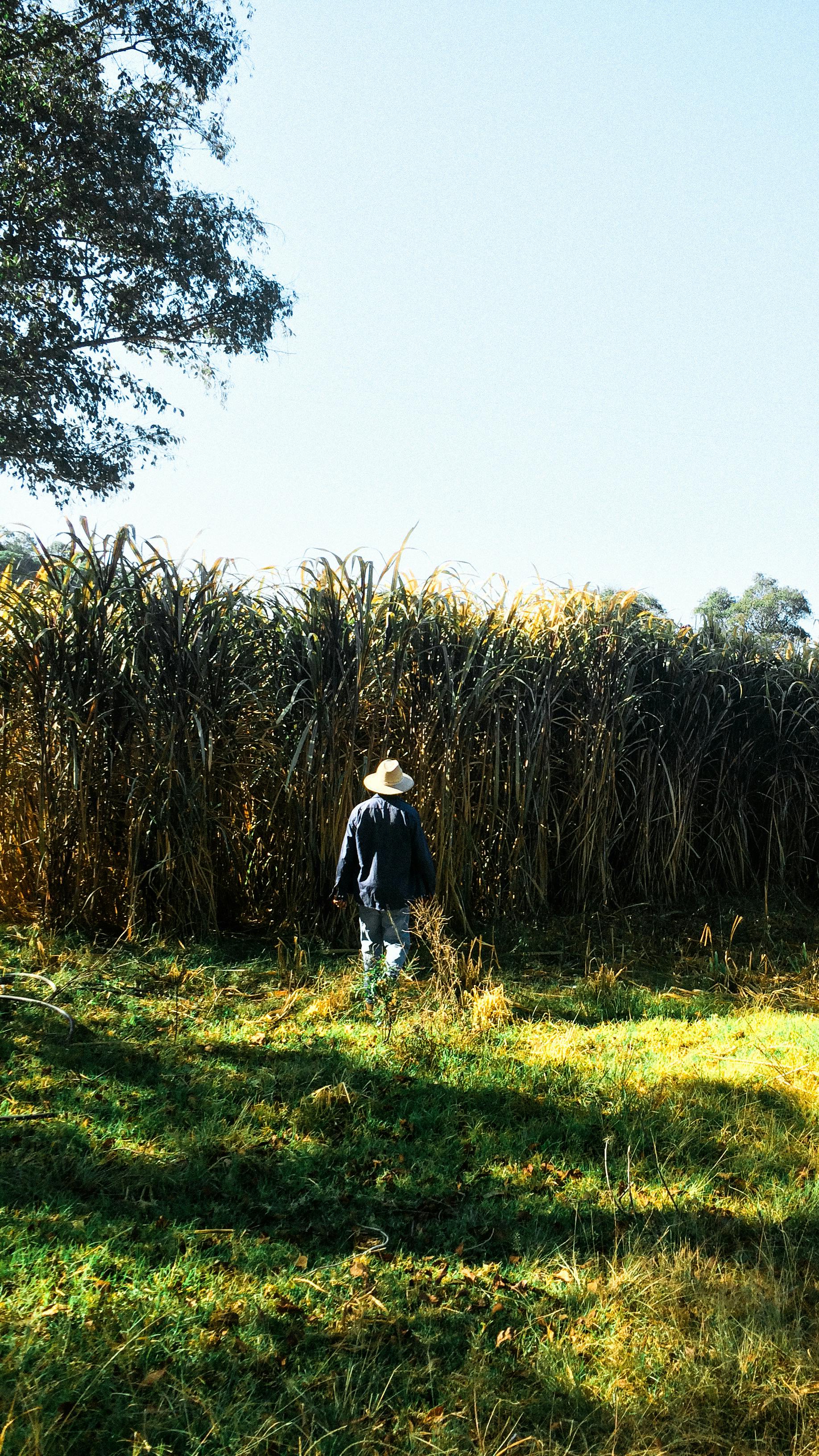 Back View of Farmer Walking towards Tall Cropland Field · Free Stock Photo
