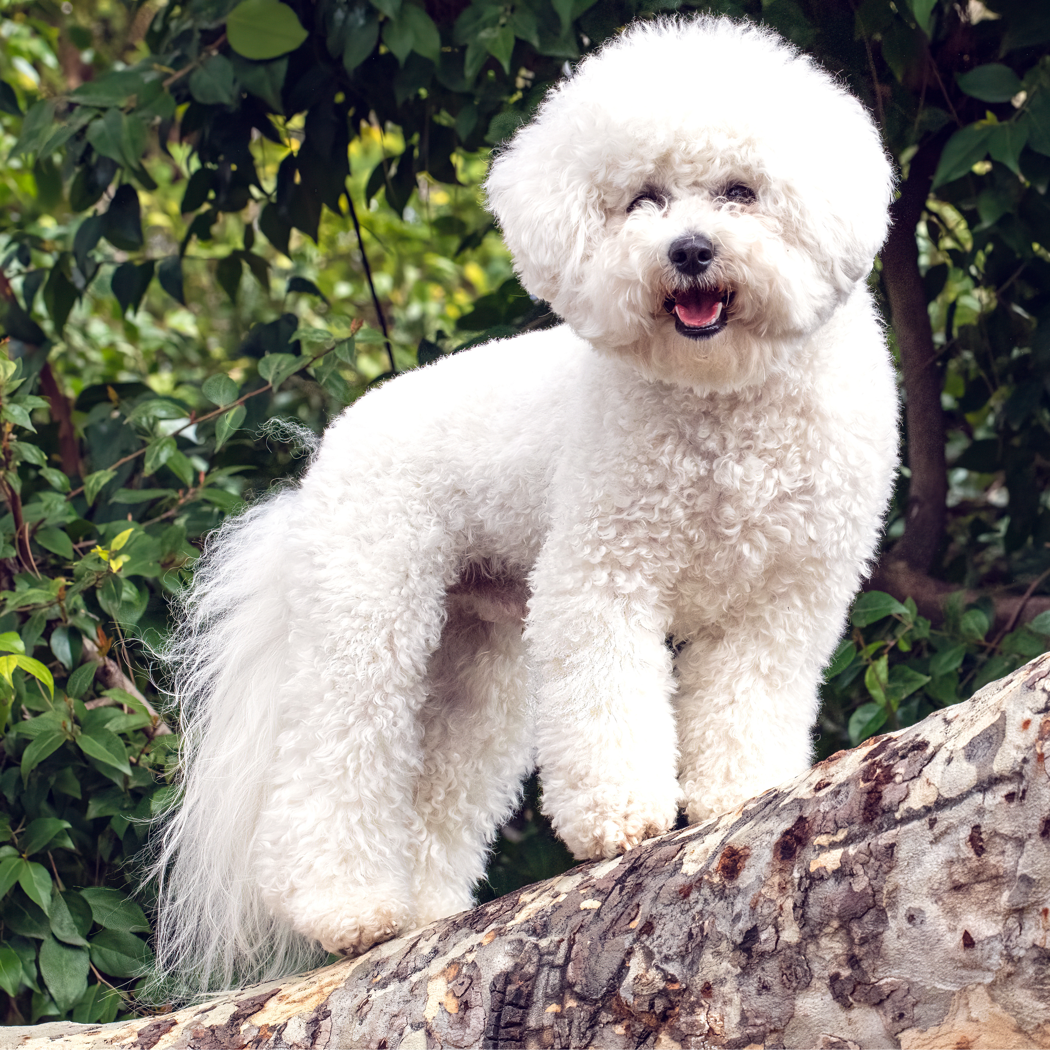 Cute Fluffy Dog on Wood in Nature · Free Stock Photo