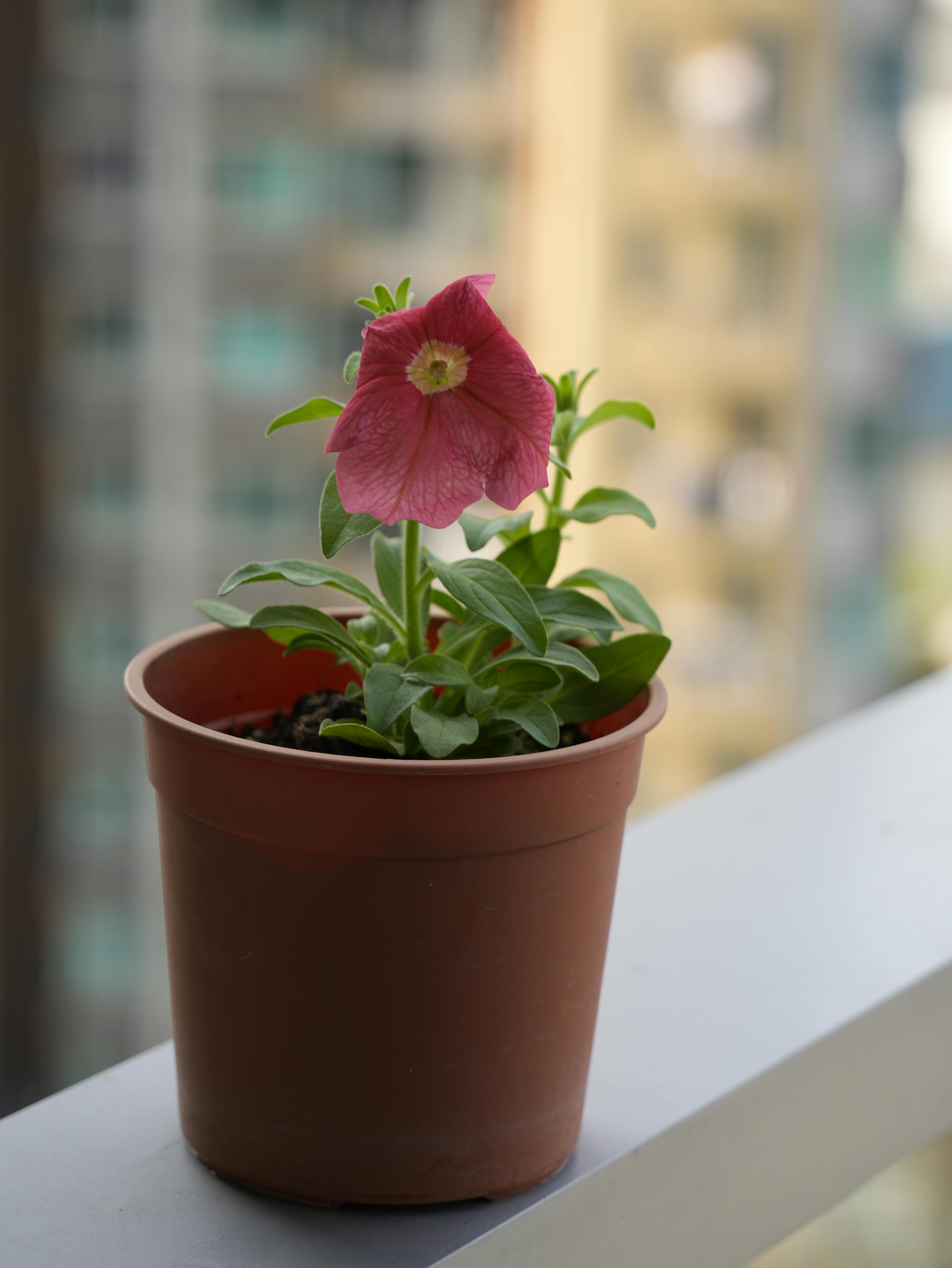 Timelapse Flower Plant Growing Photos, Download The BEST Free Timelapse ...