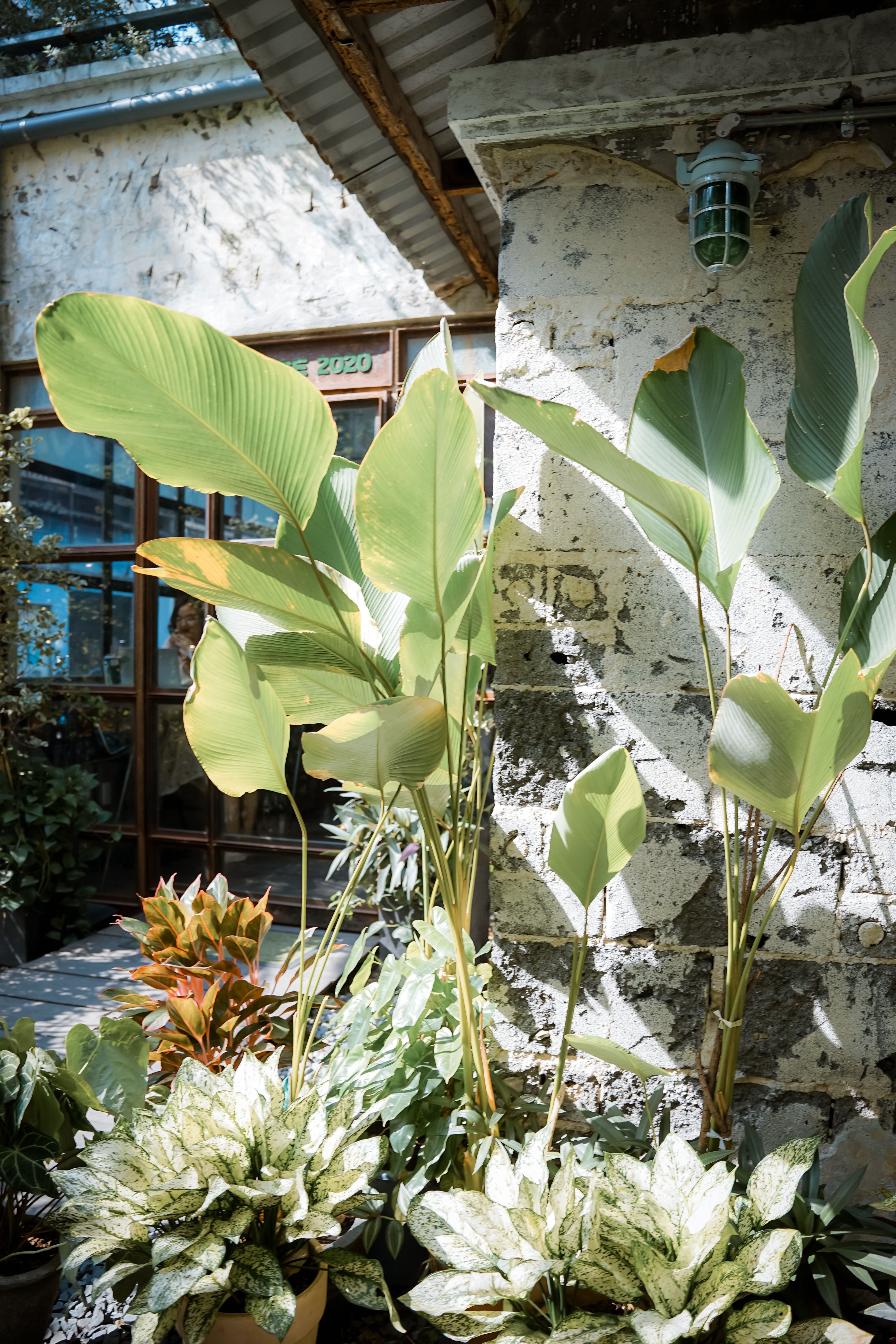 Green, Big Plants in Garden near Building Wall · Free Stock Photo