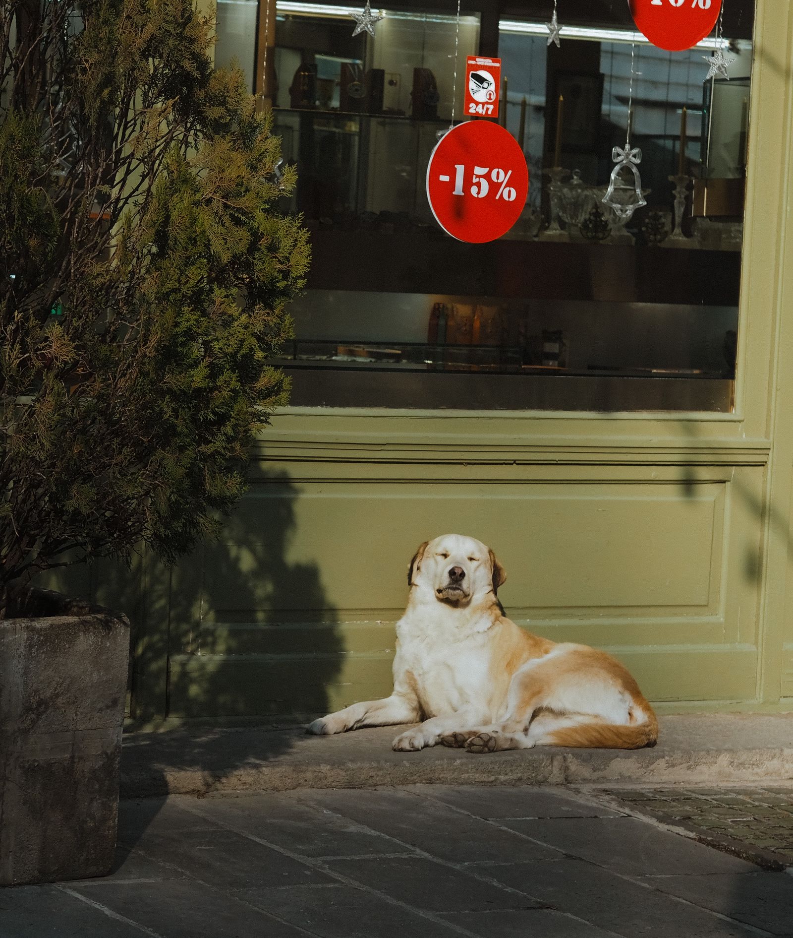 Pet Shop Photos, Download The BEST Free Pet Shop Stock Photos & HD Images