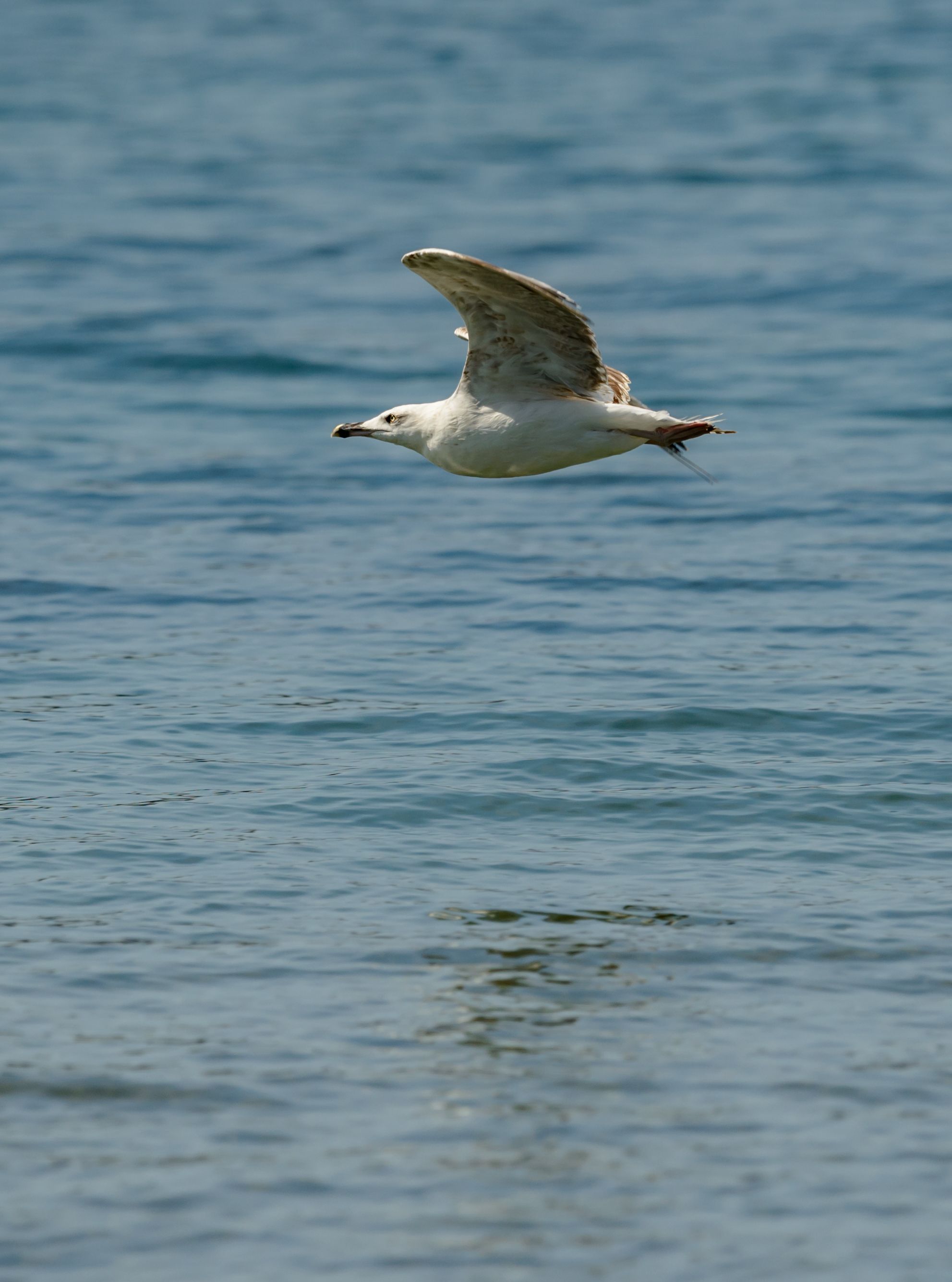 Birds Flying over Railing on Shore · Free Stock Photo
