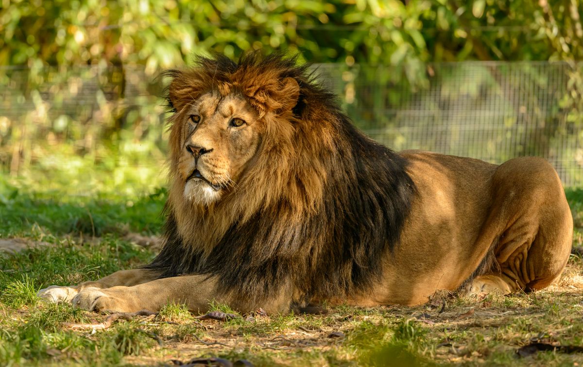 Lion Landscape Photos, Download The BEST Free Lion Landscape Stock ...