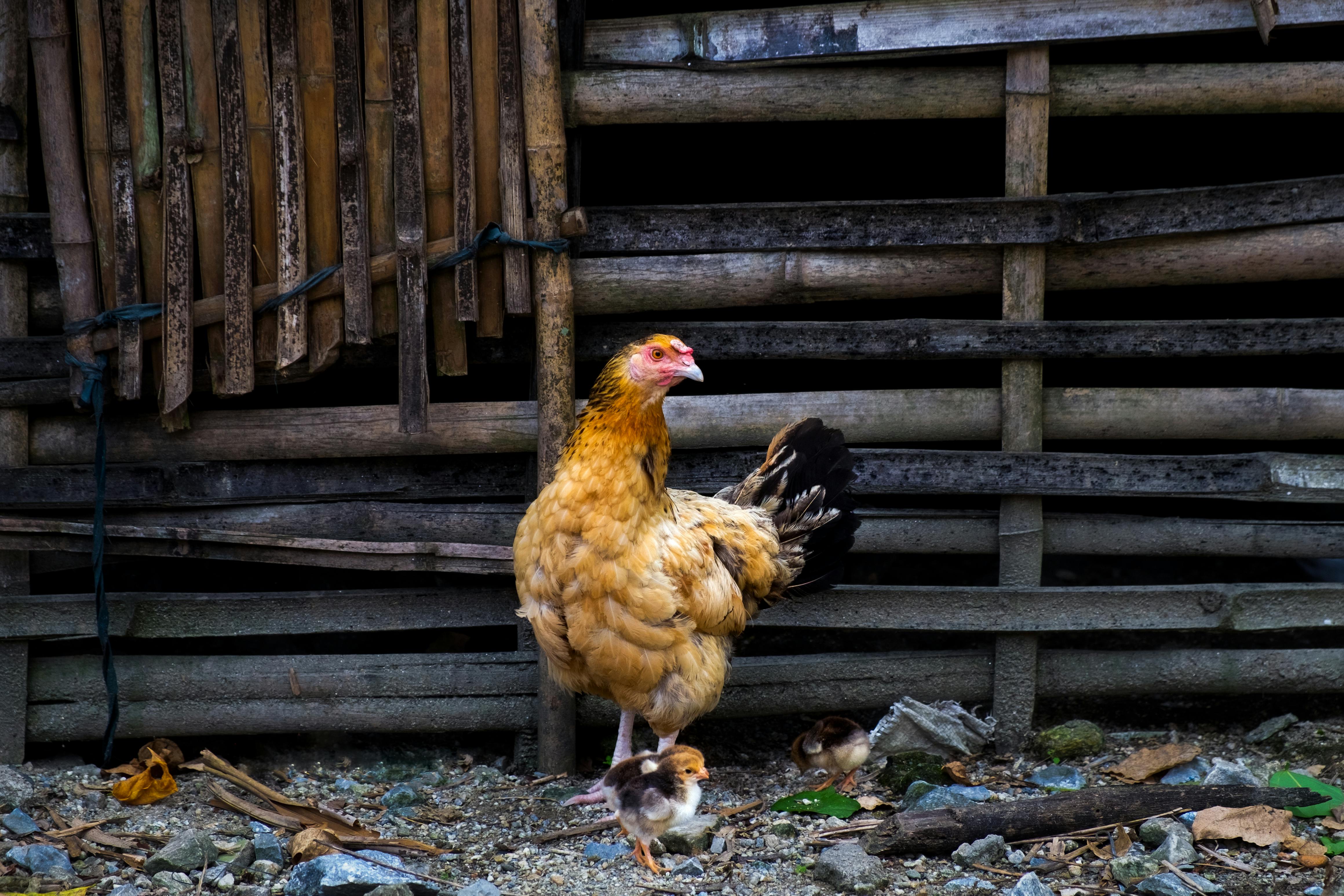 Empty Chicken Coop · Free Stock Photo