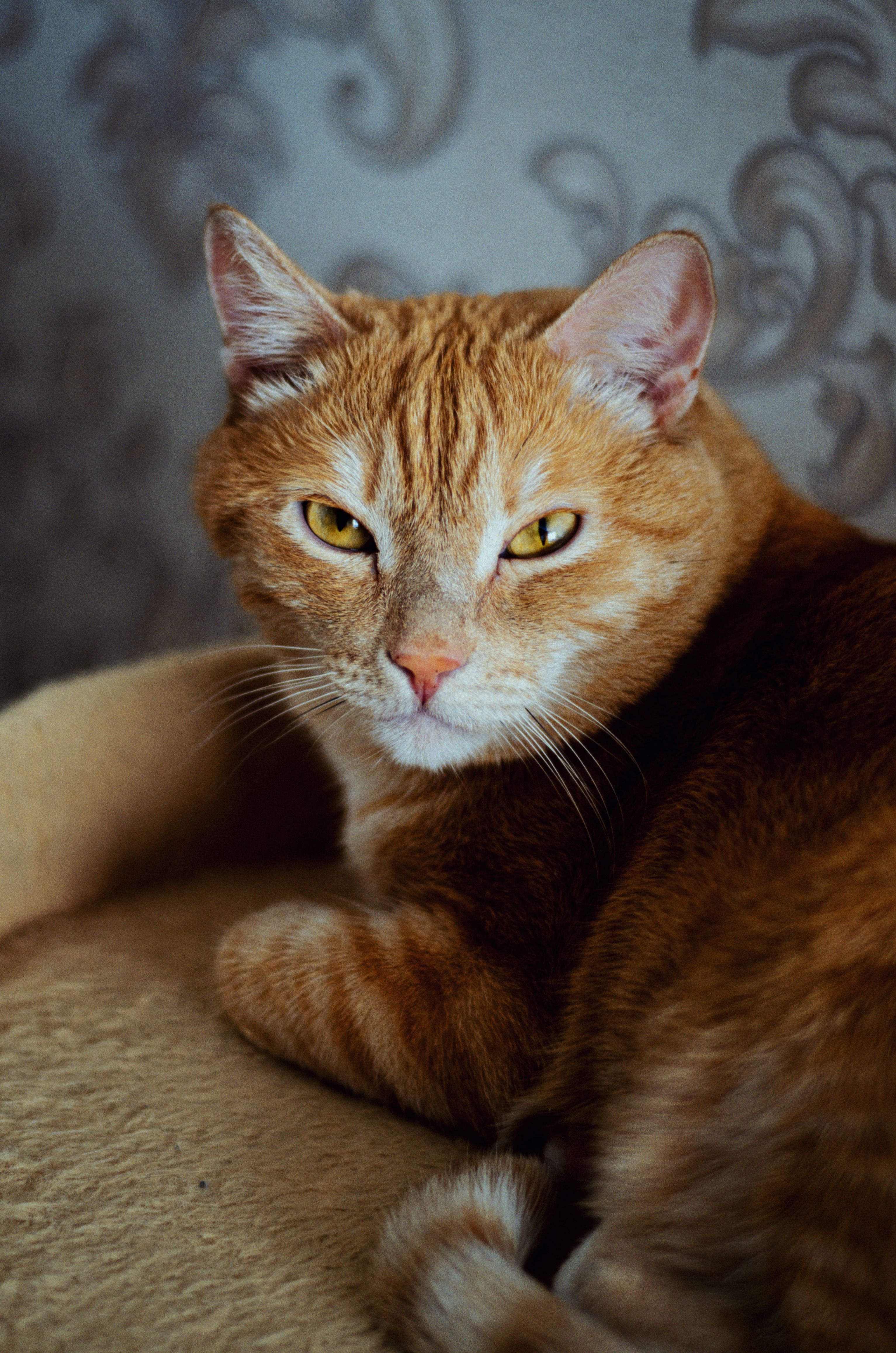 Photo of a Lying Cat · Free Stock Photo