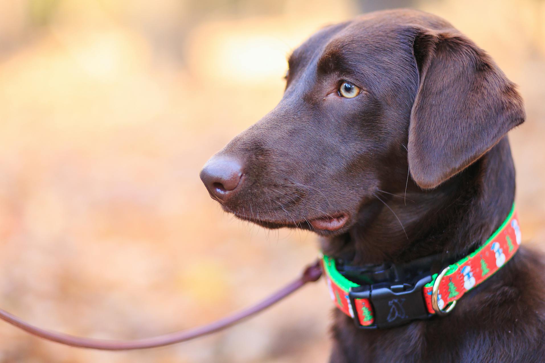 Understanding Male Chocolate Labs: Breed Origin to Care Tips