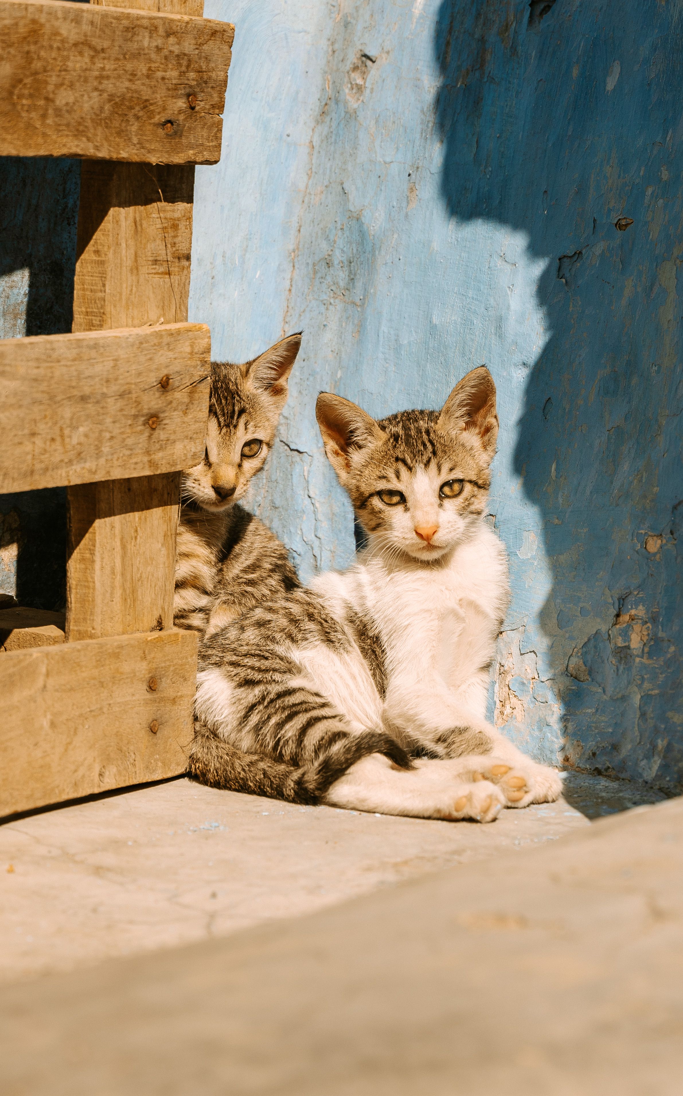 Kittens Lying in the Sunshine · Free Stock Photo
