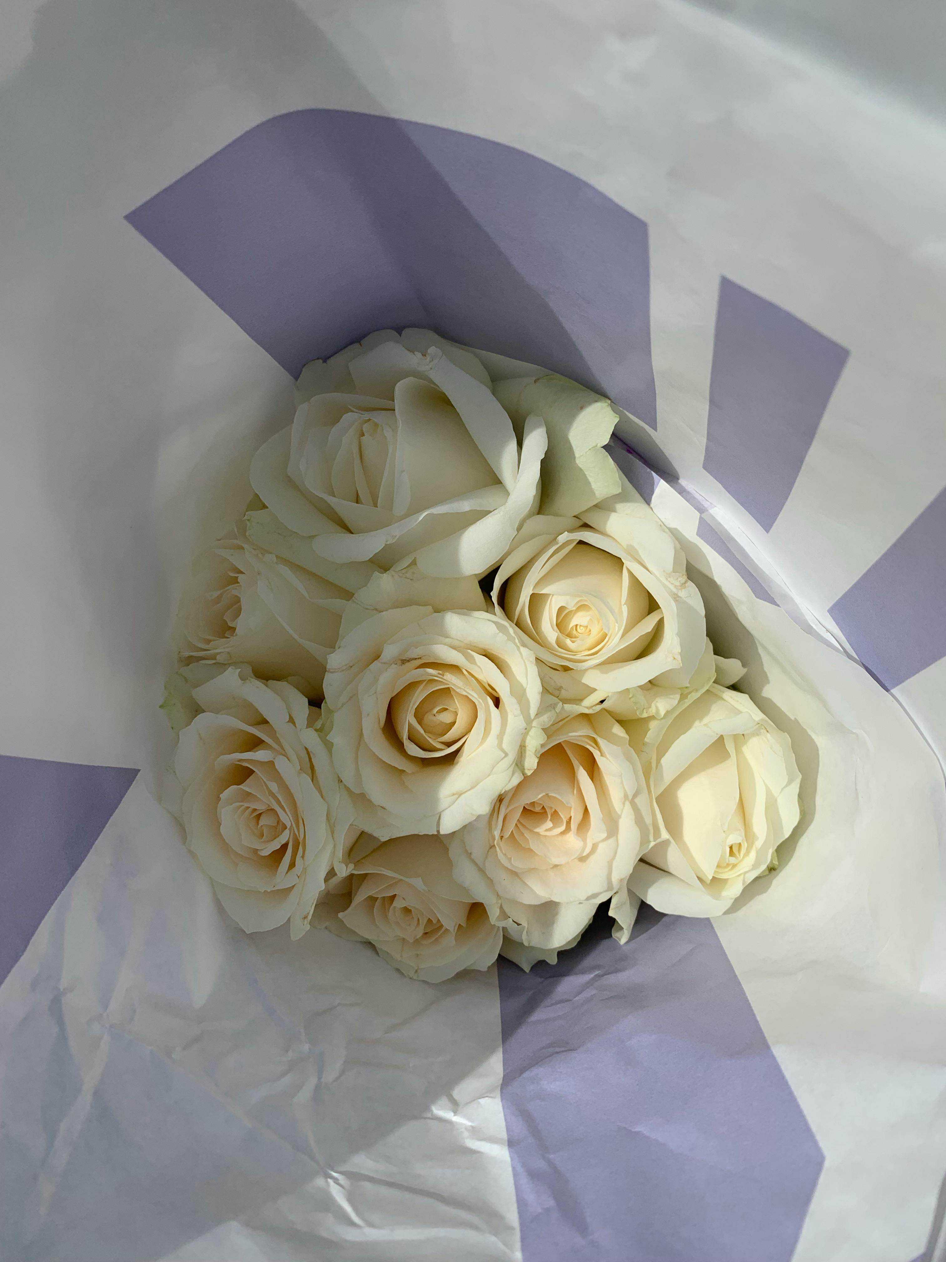 Photo of Person Holding Two White Roses · Free Stock Photo