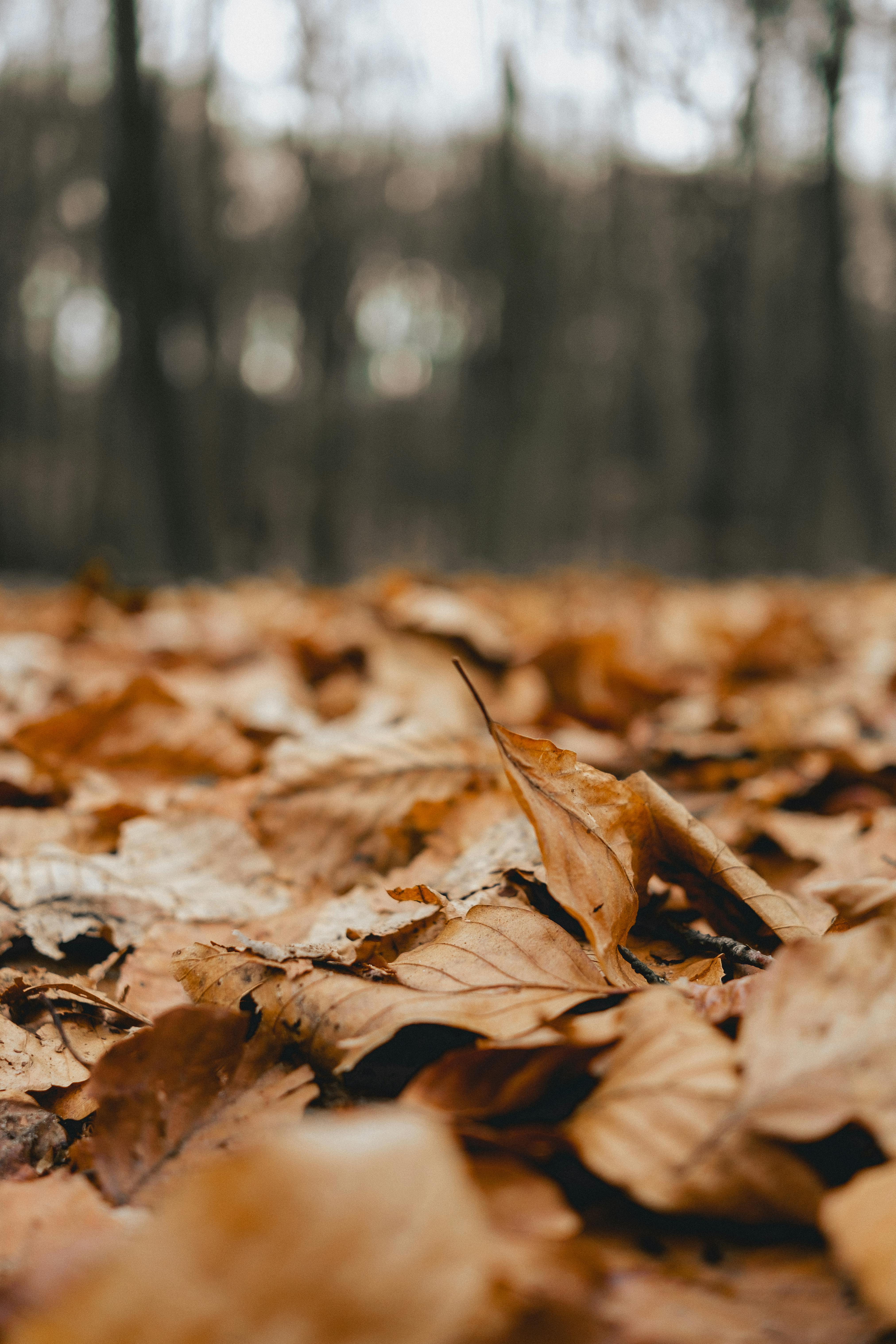 Yellow Autumn Leaves on Ground · Free Stock Photo