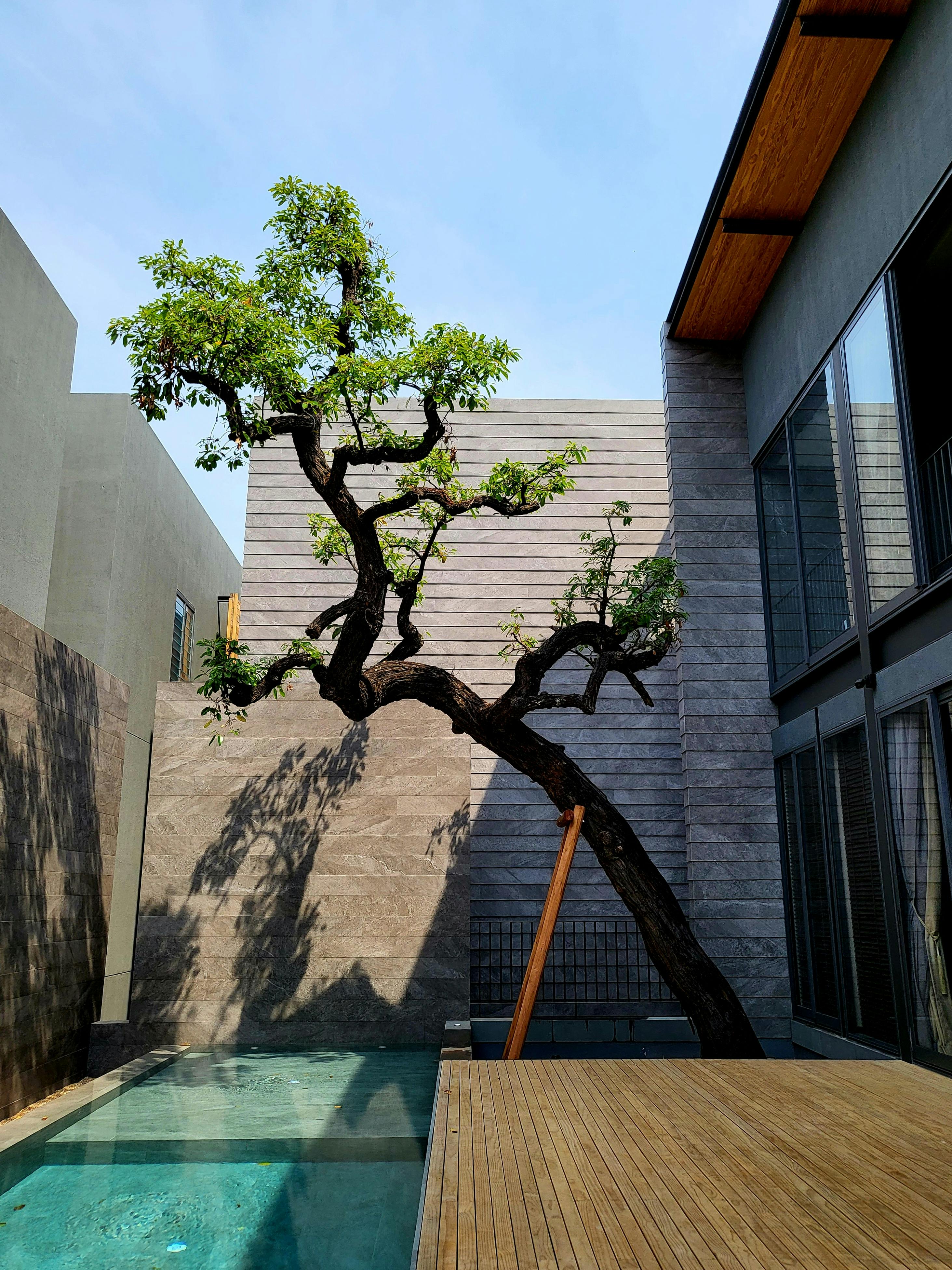 Tree over Swimming Pool in House · Free Stock Photo