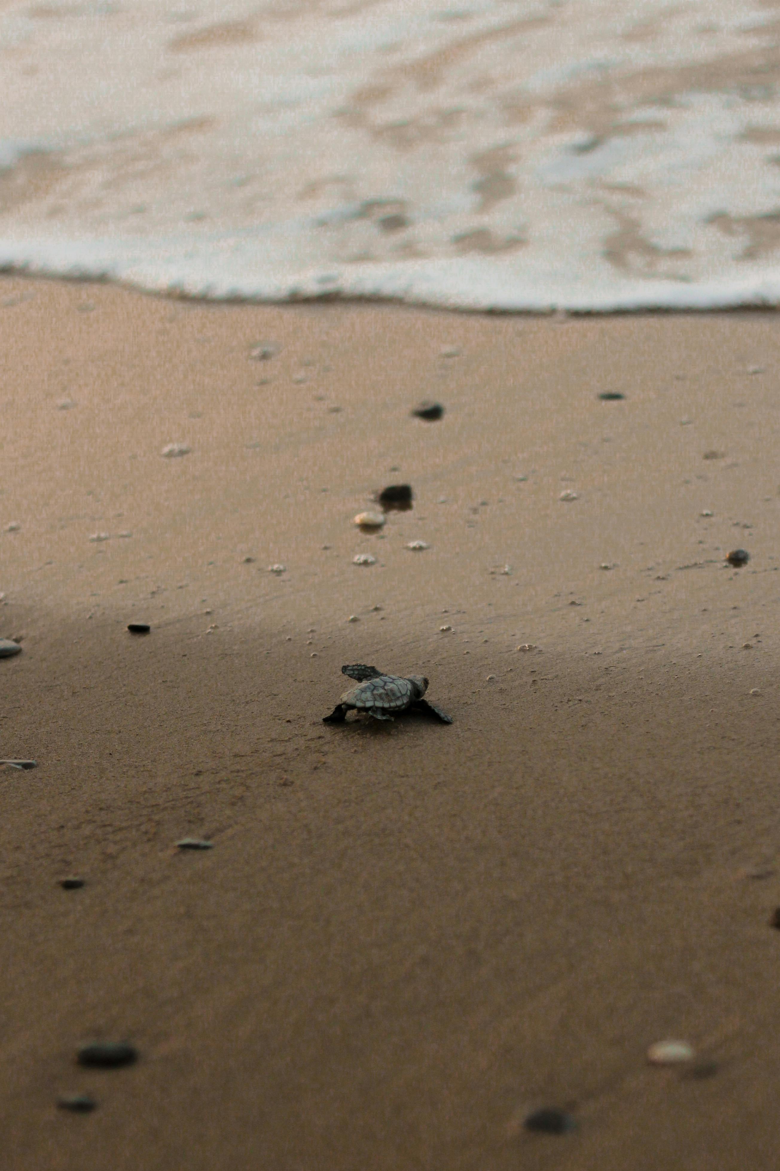 Close-up of a Little Turtle Moving Toward the Sea · Free Stock Photo