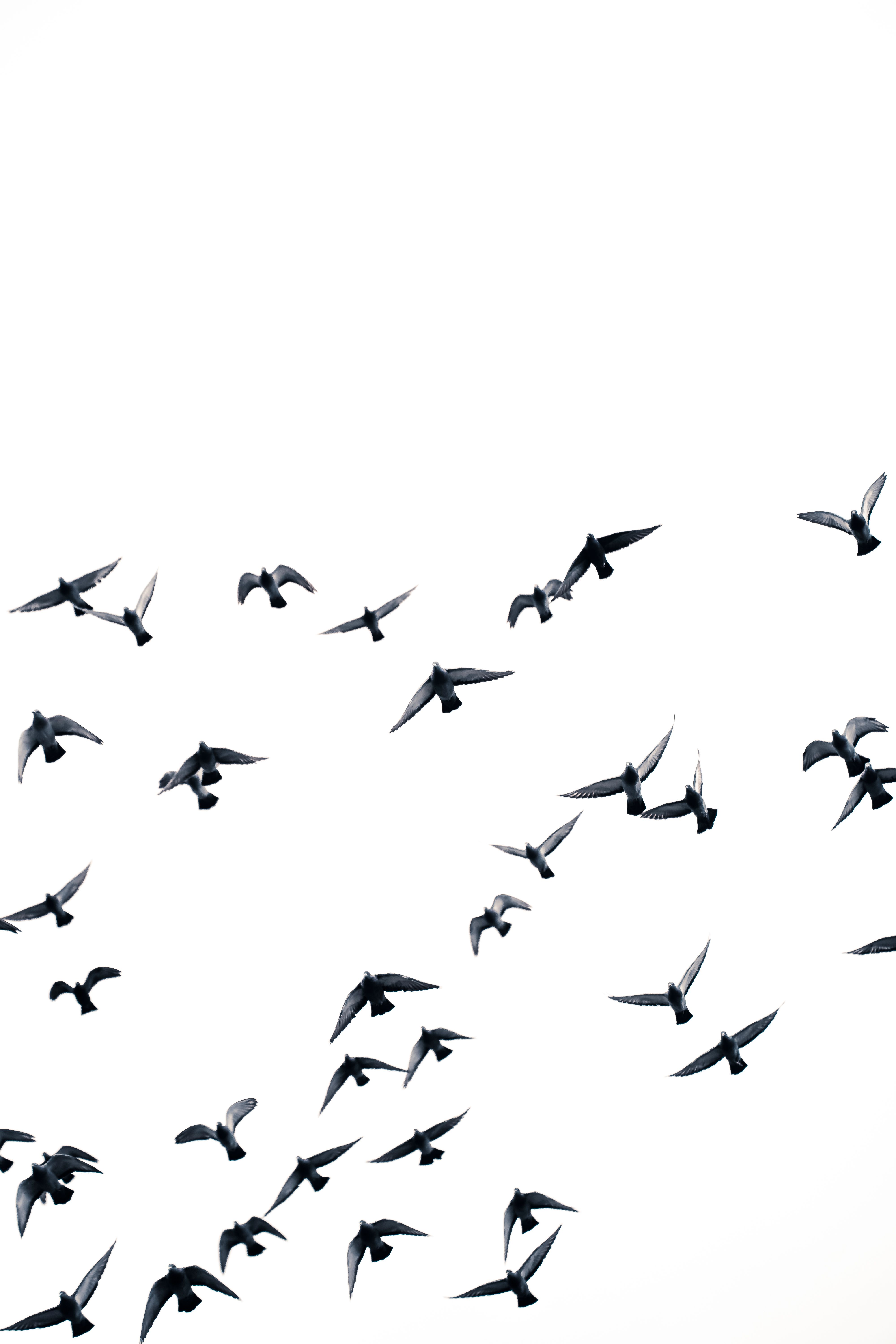 Birds Migrating V Photos, Download The BEST Free Birds Migrating V ...