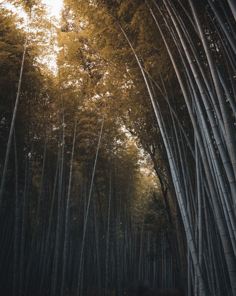 Bamboo Forest Photos, Download The BEST Free Bamboo Forest Stock Photos ...