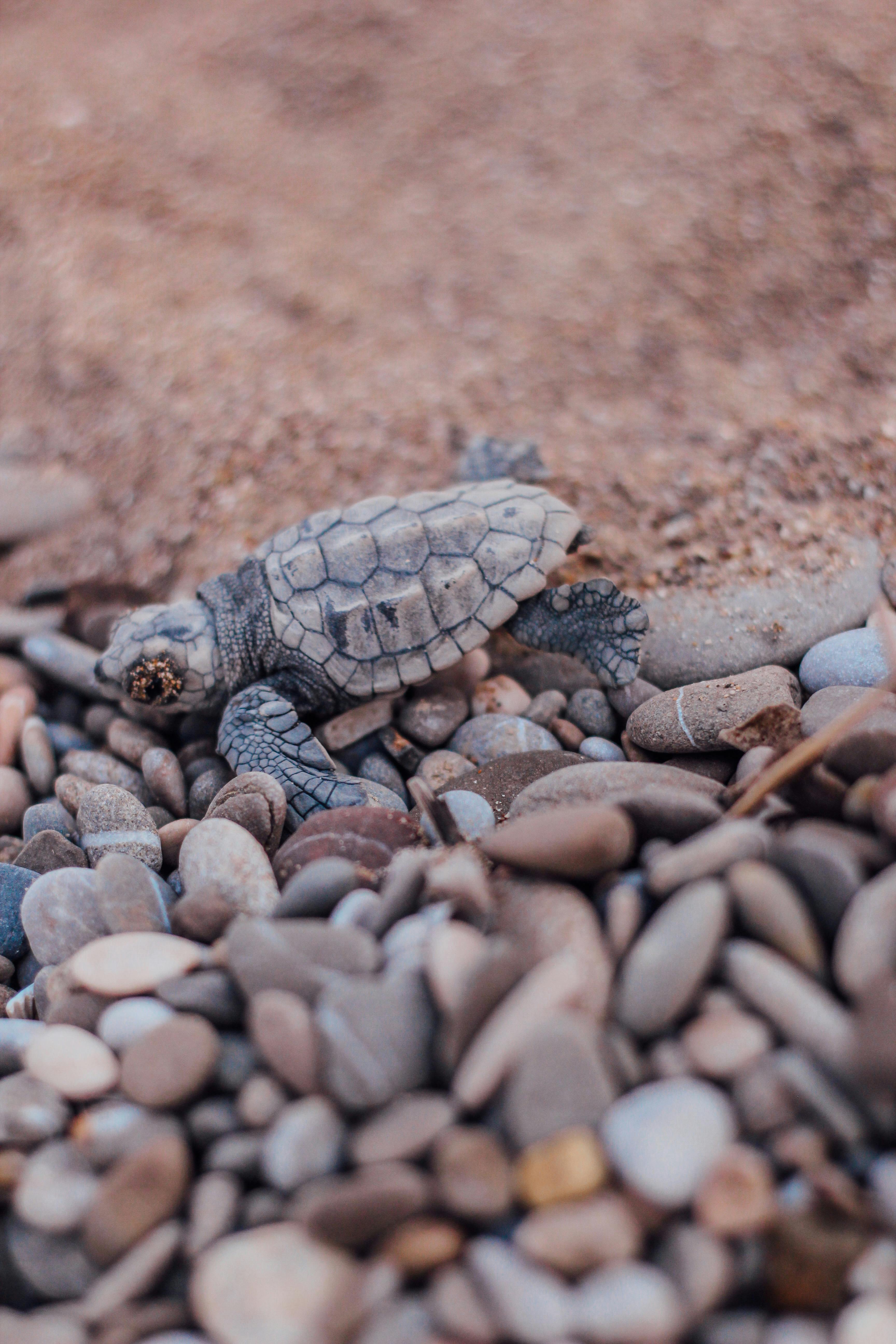 Close-up of a Baby Turtle on White Sand · Free Stock Photo
