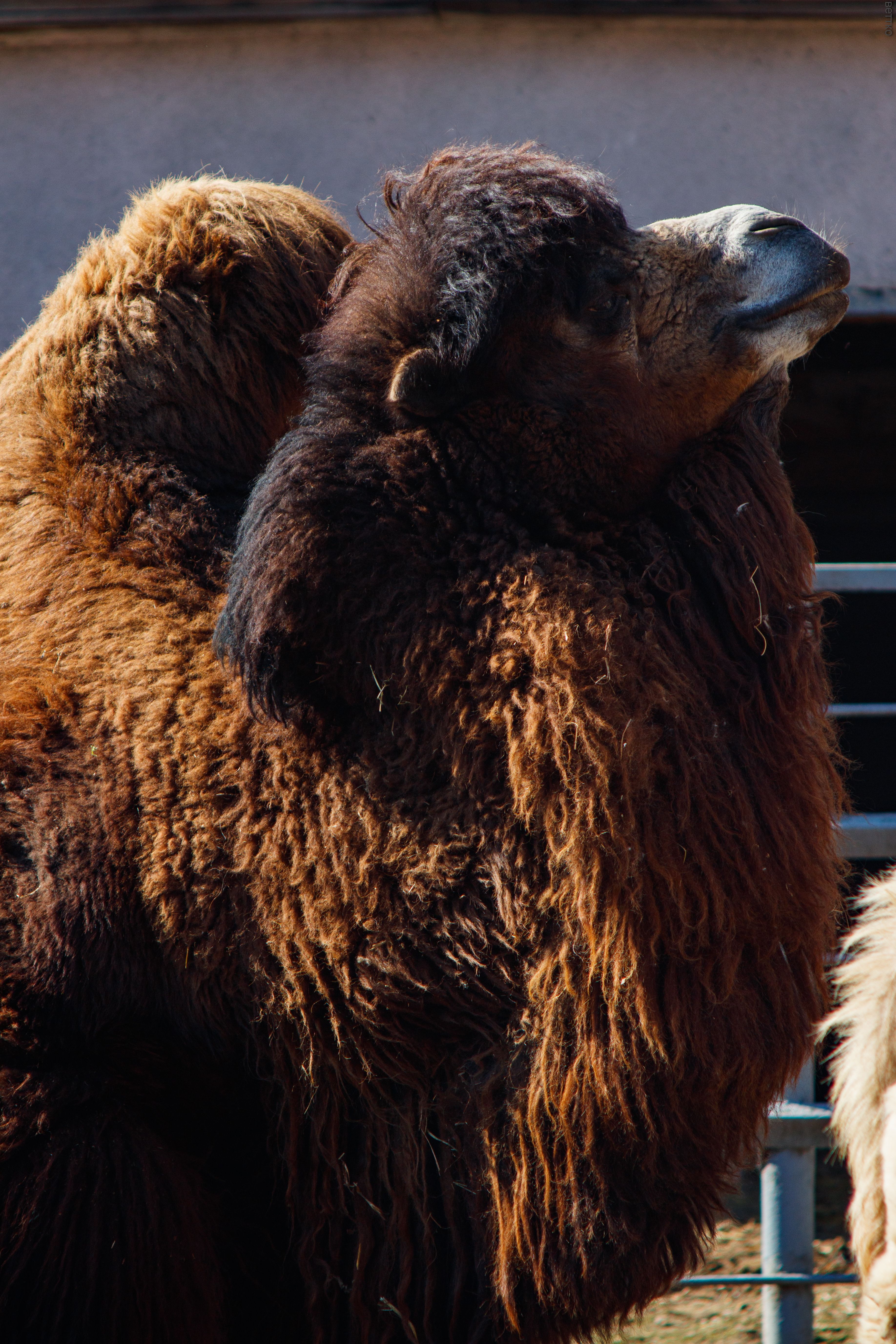A camel standing in a pen with its head up · Free Stock Photo