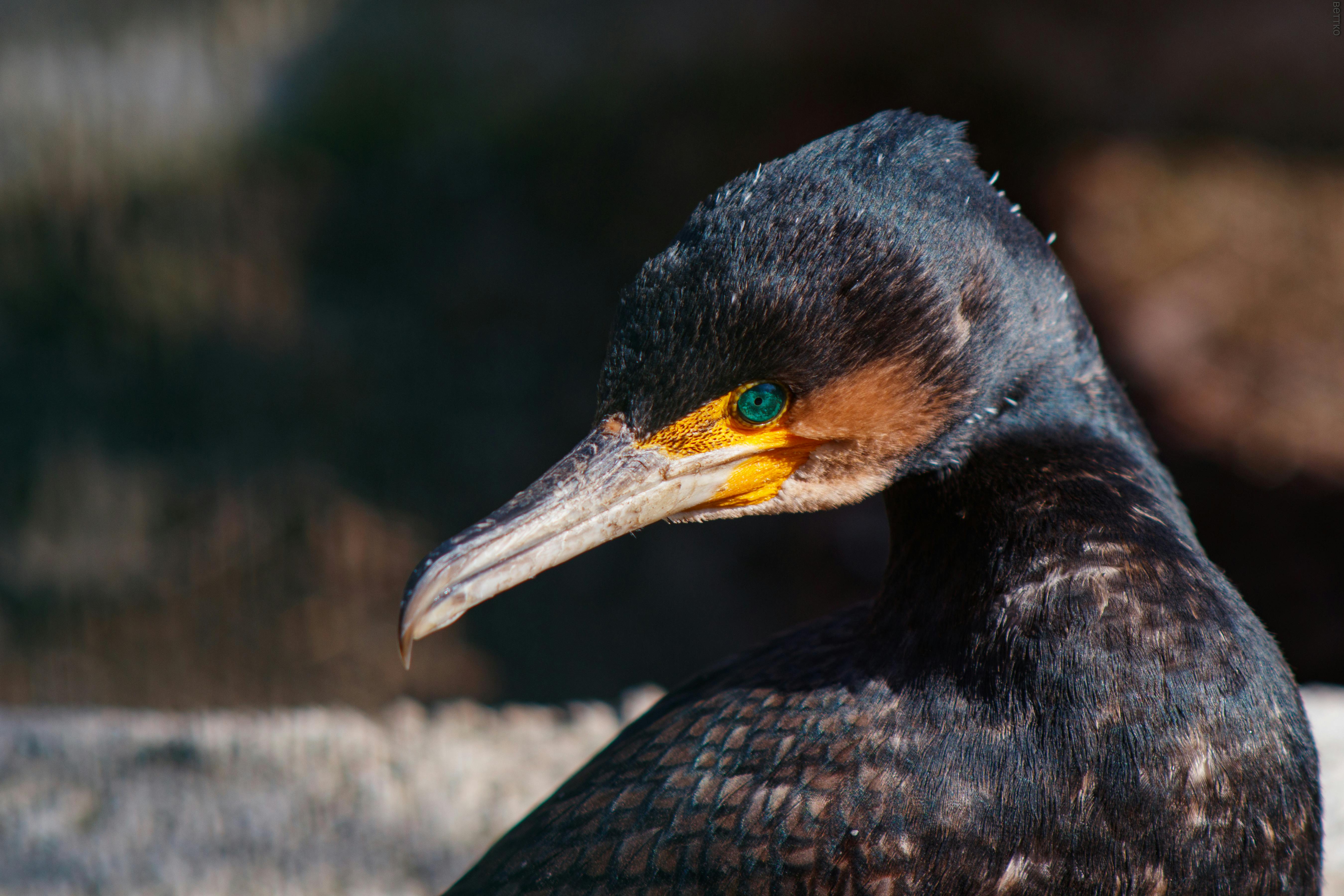 Close-up of a Great Cormorant · Free Stock Photo