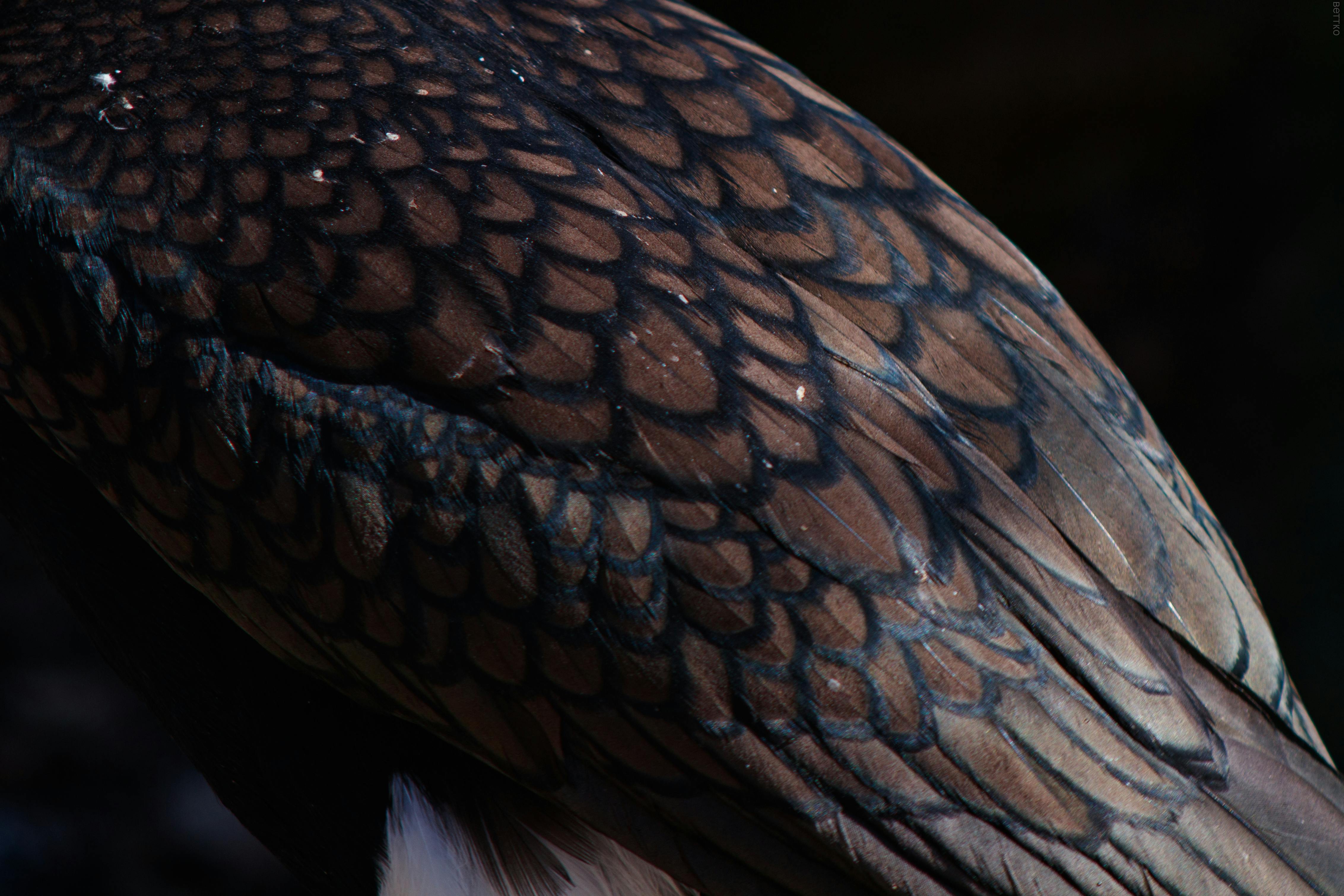 Close-up of Feathers on the Wings of a Great Cormorant · Free Stock Photo