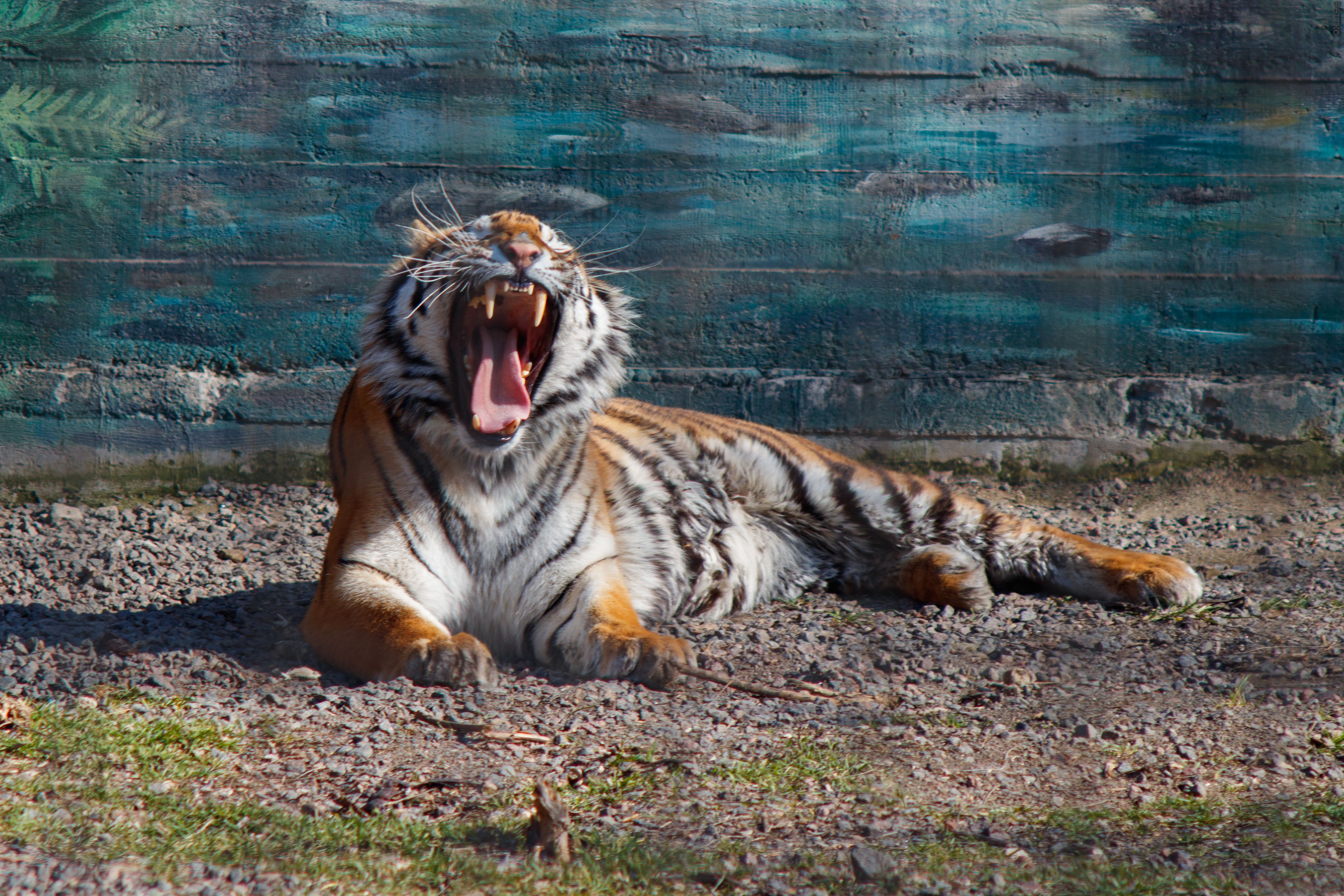 Безкоштовне стокове фото: cat, closeup, fur, odesa, panthera tigris ...