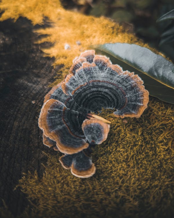 Beautiful Fungus Photos, Download The BEST Free Beautiful Fungus Stock ...