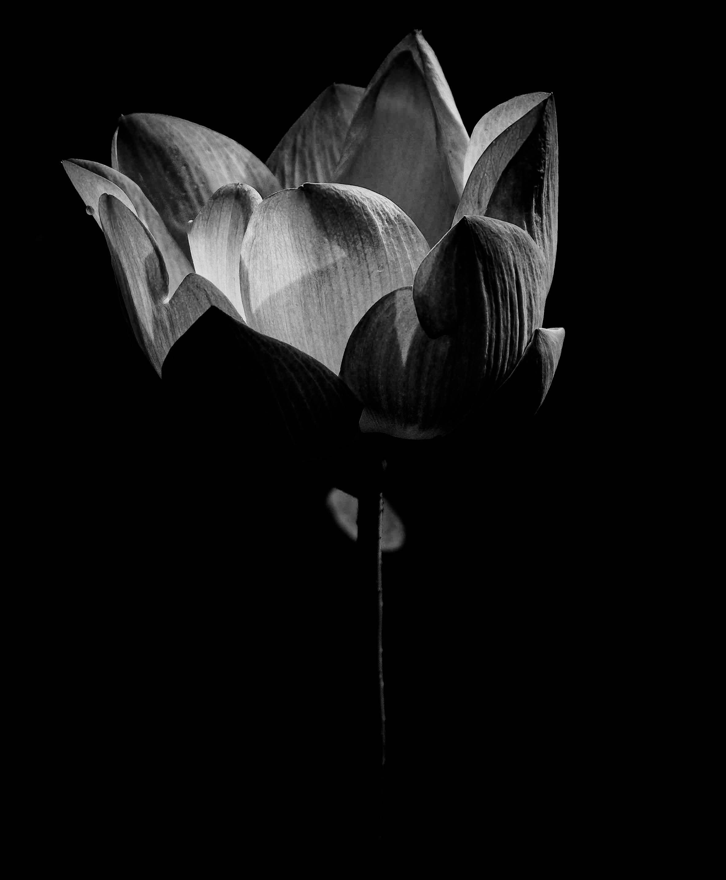 Plant Backgrounds Photos, Download The BEST Free Plant Backgrounds ...
